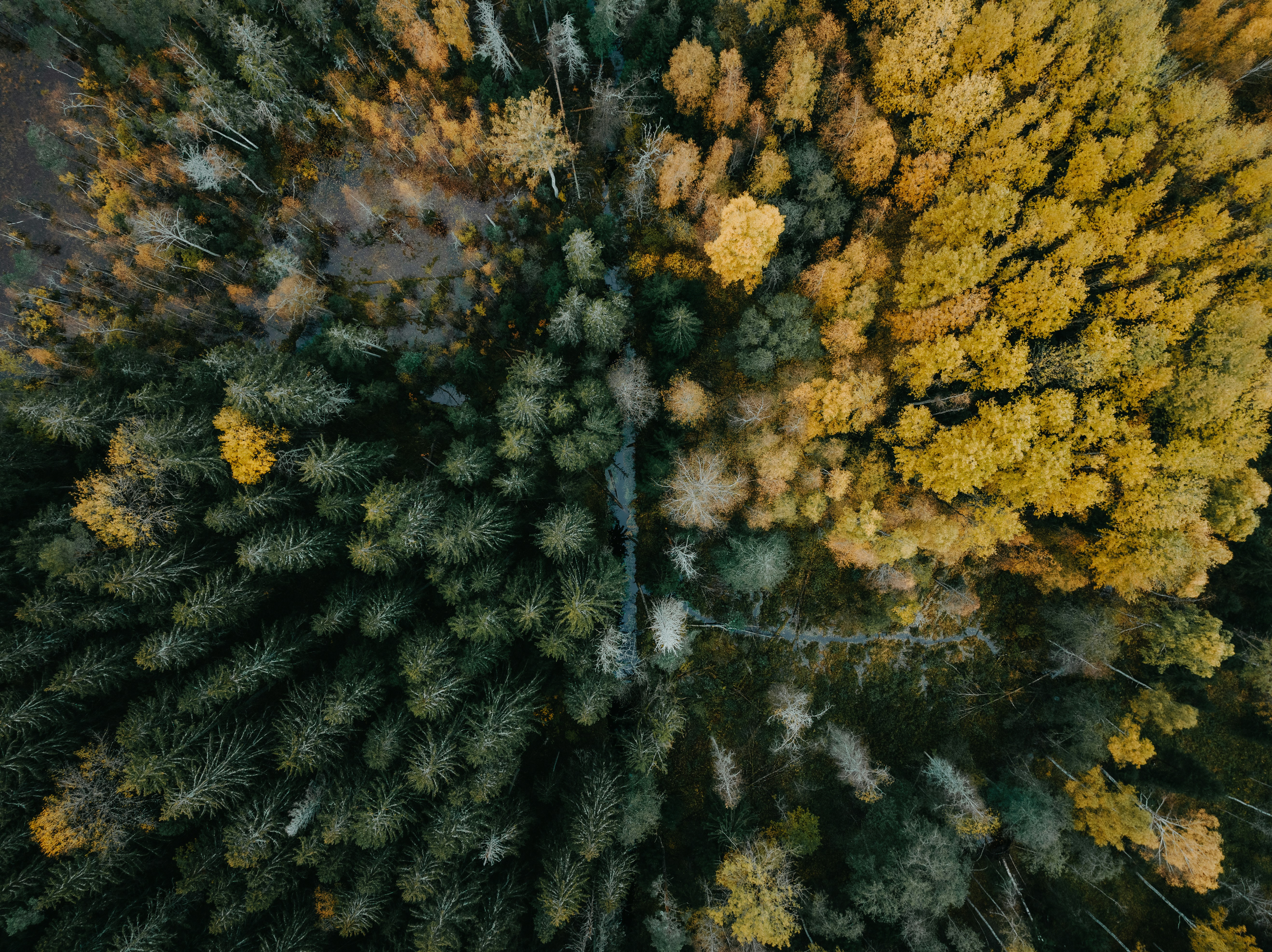 Foto Una vista aérea de un bosque con muchos árboles – Imagen Letonia ...