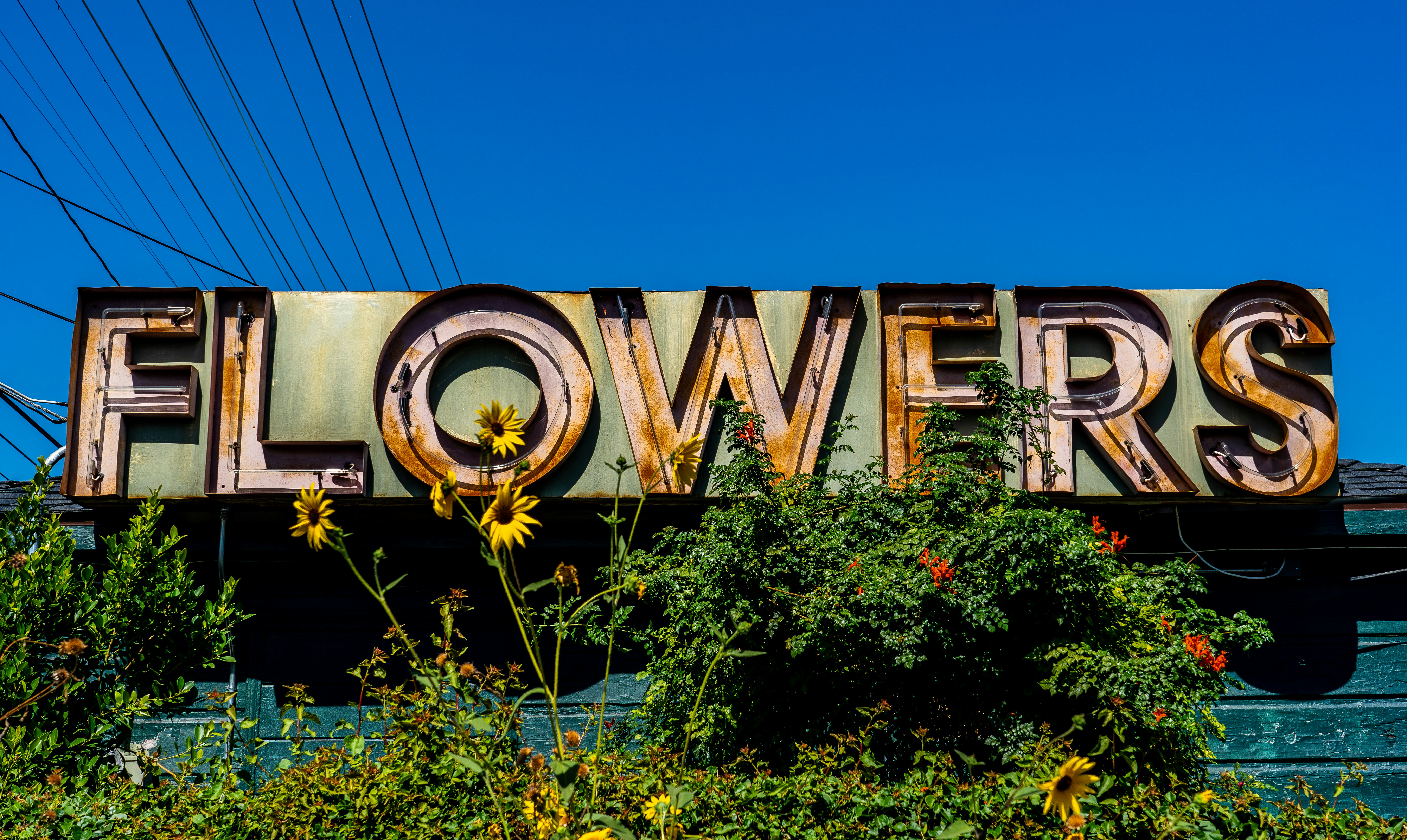 Weathered FLOWERS Sign Entwined with Sunflowers Under a Clear Cobalt Sky
