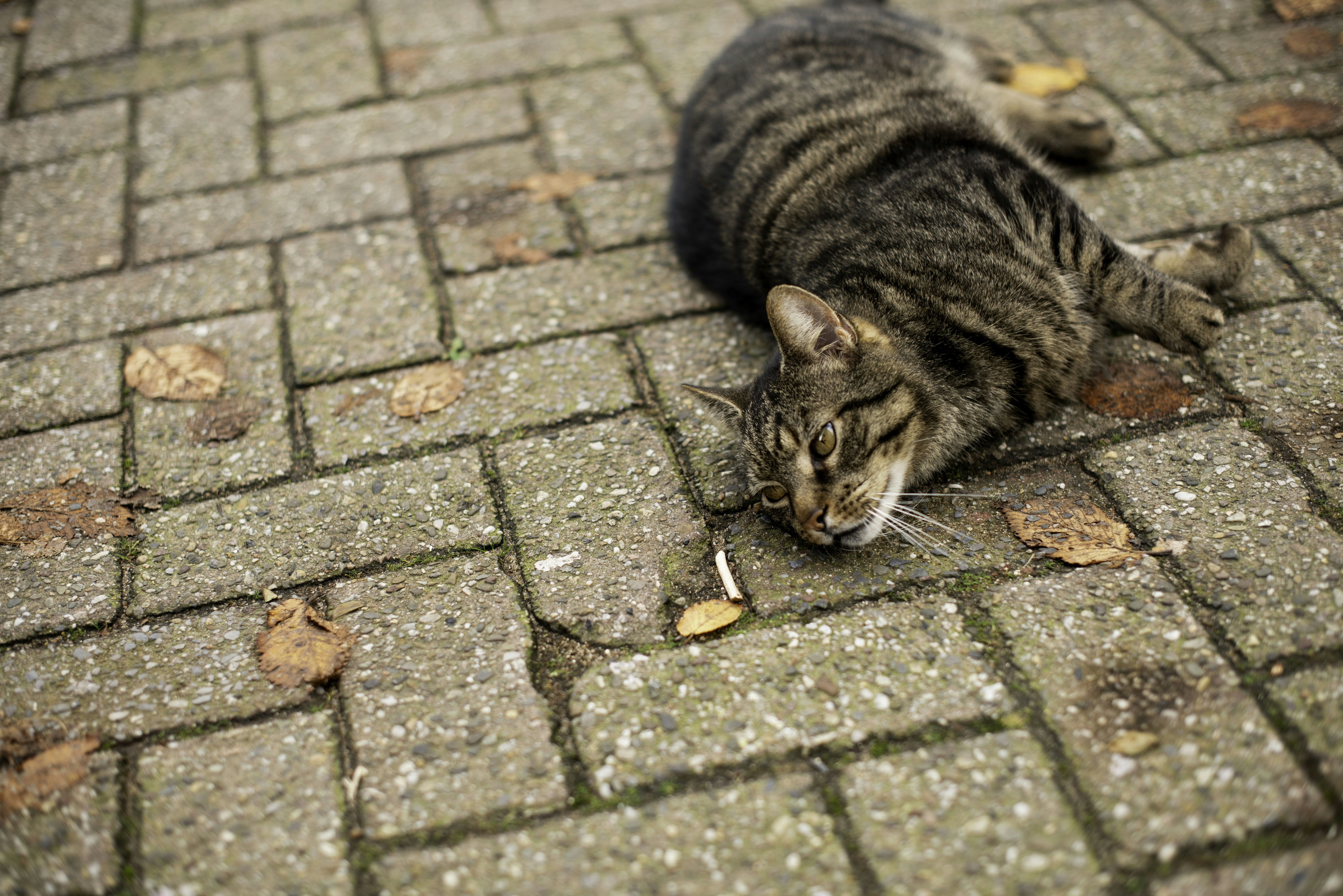 Foto Un gato que está tumbado en el suelo – Imagen Sendero gratis en ...
