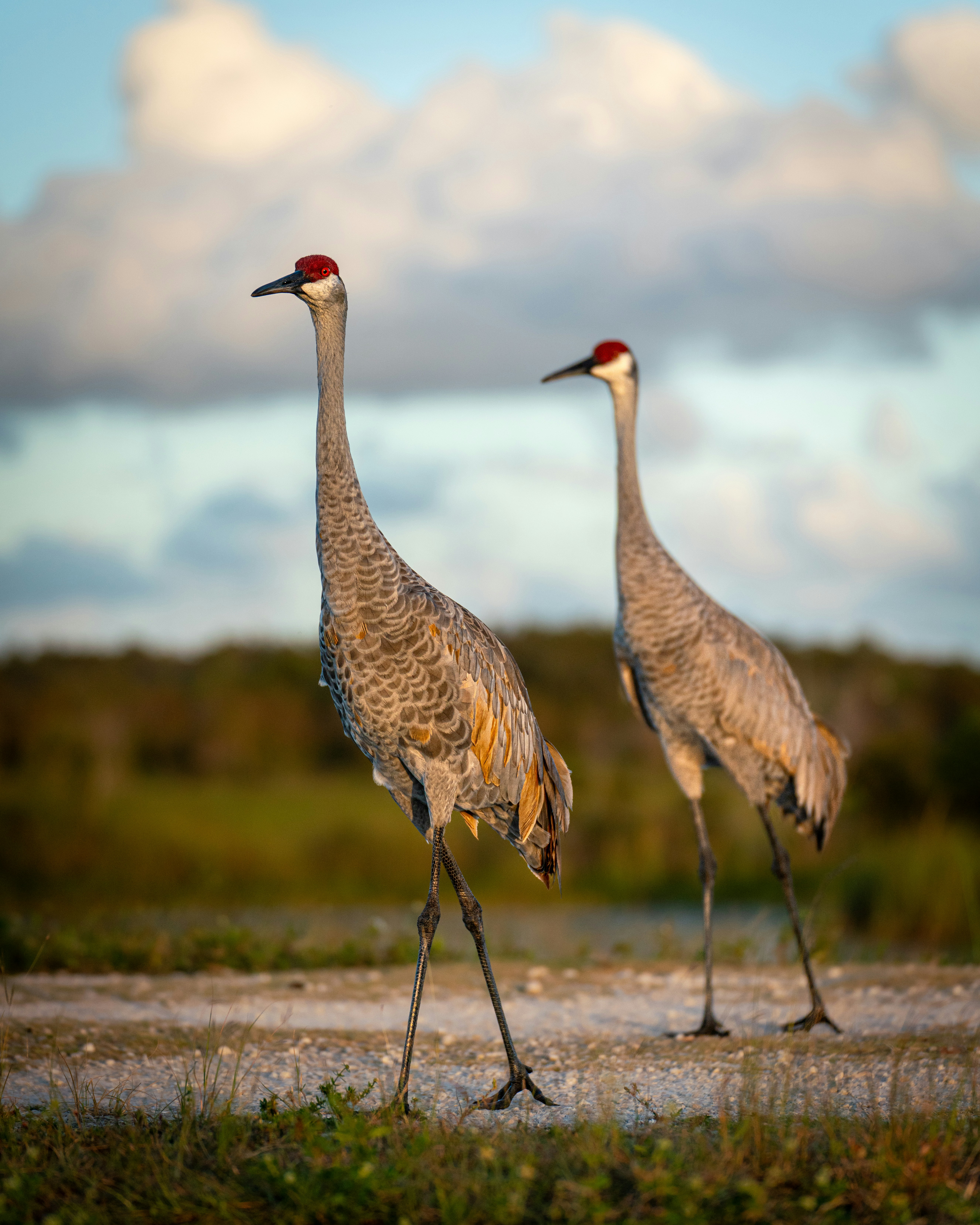 Two Sandhill Cranes Striding Across a Prairie Amid Soft Evening Light