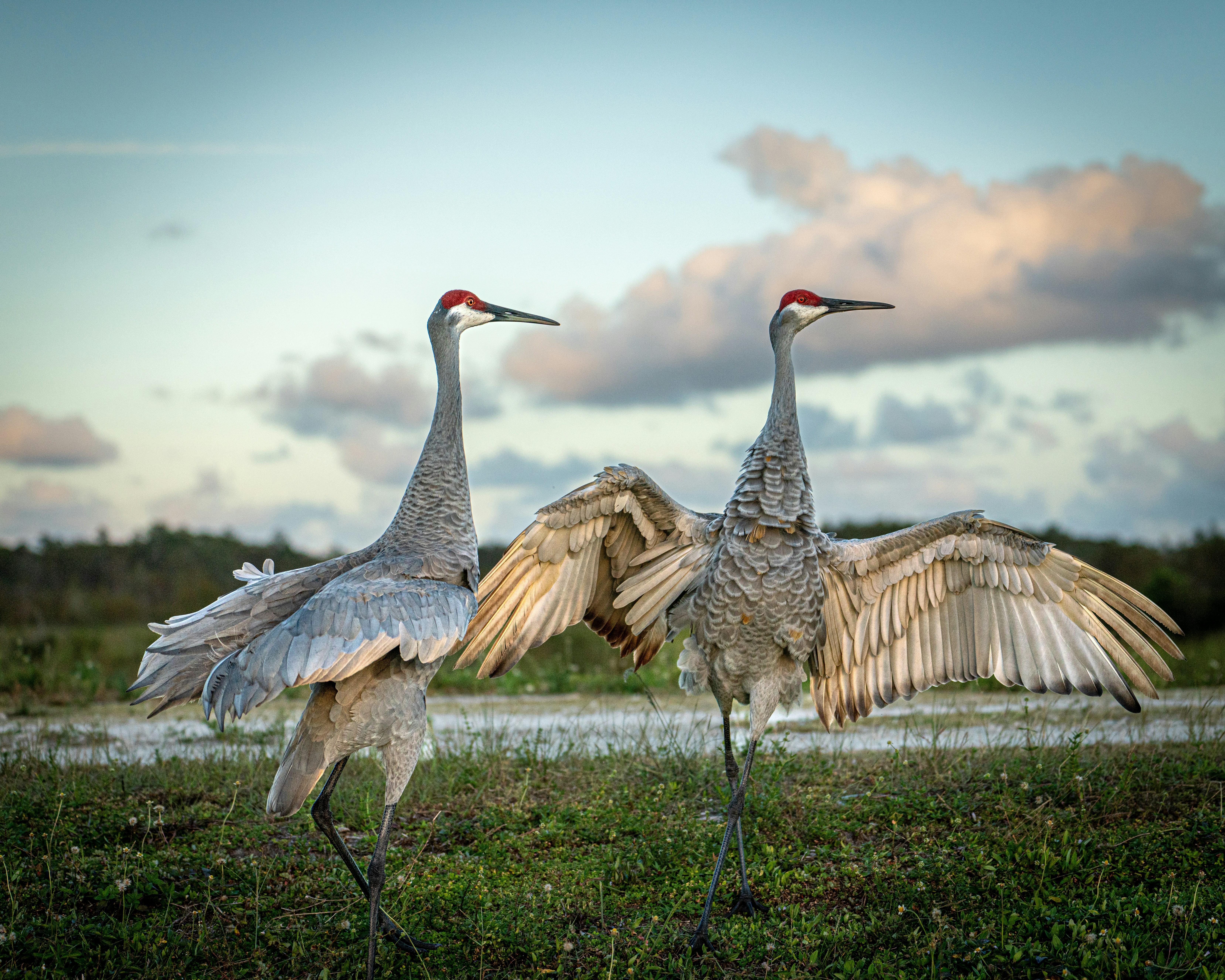 Two birds standing next to each other on a field photo – Free Arthur r ...