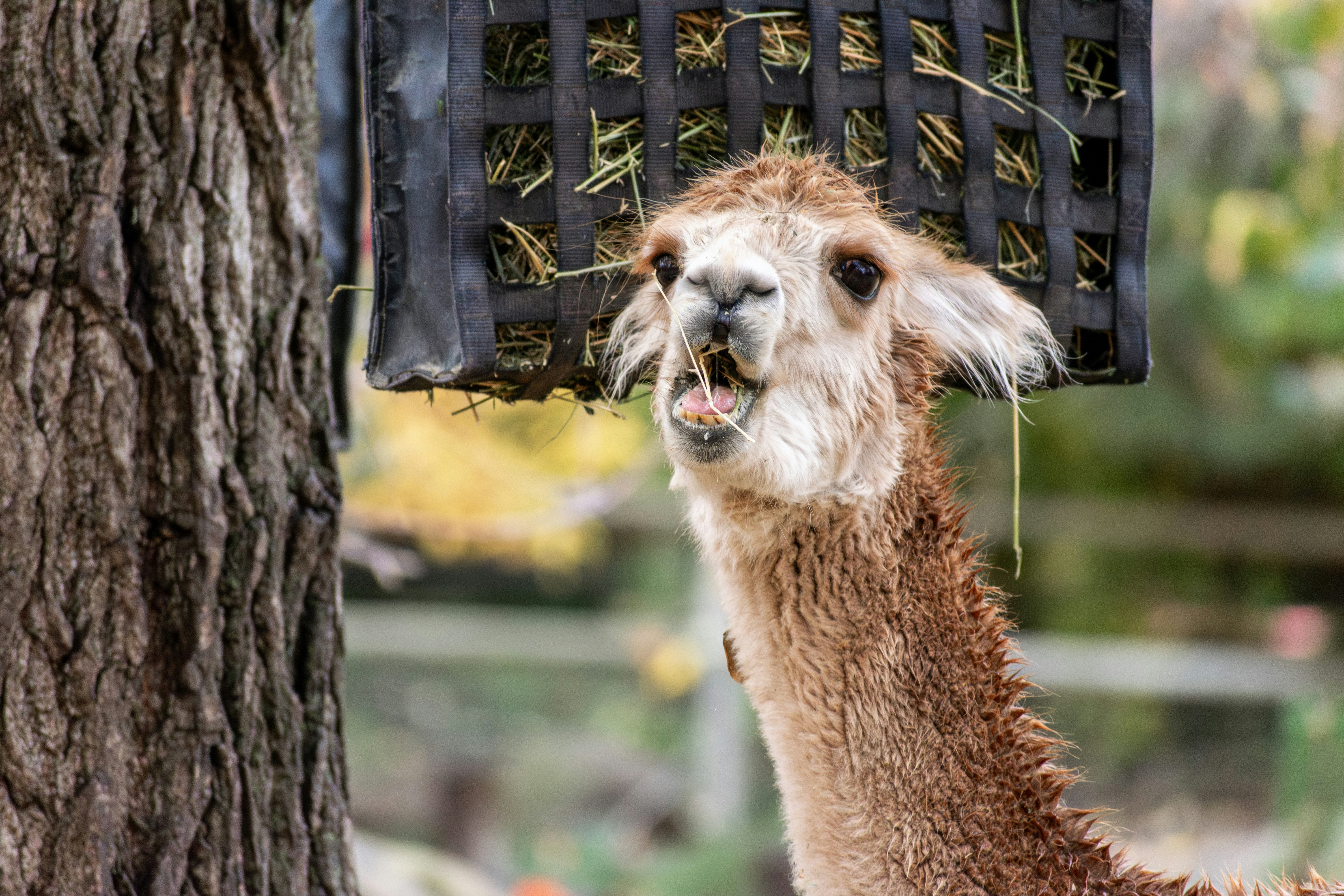Alpaca reaching for hay suspended in a net beside a tree.
