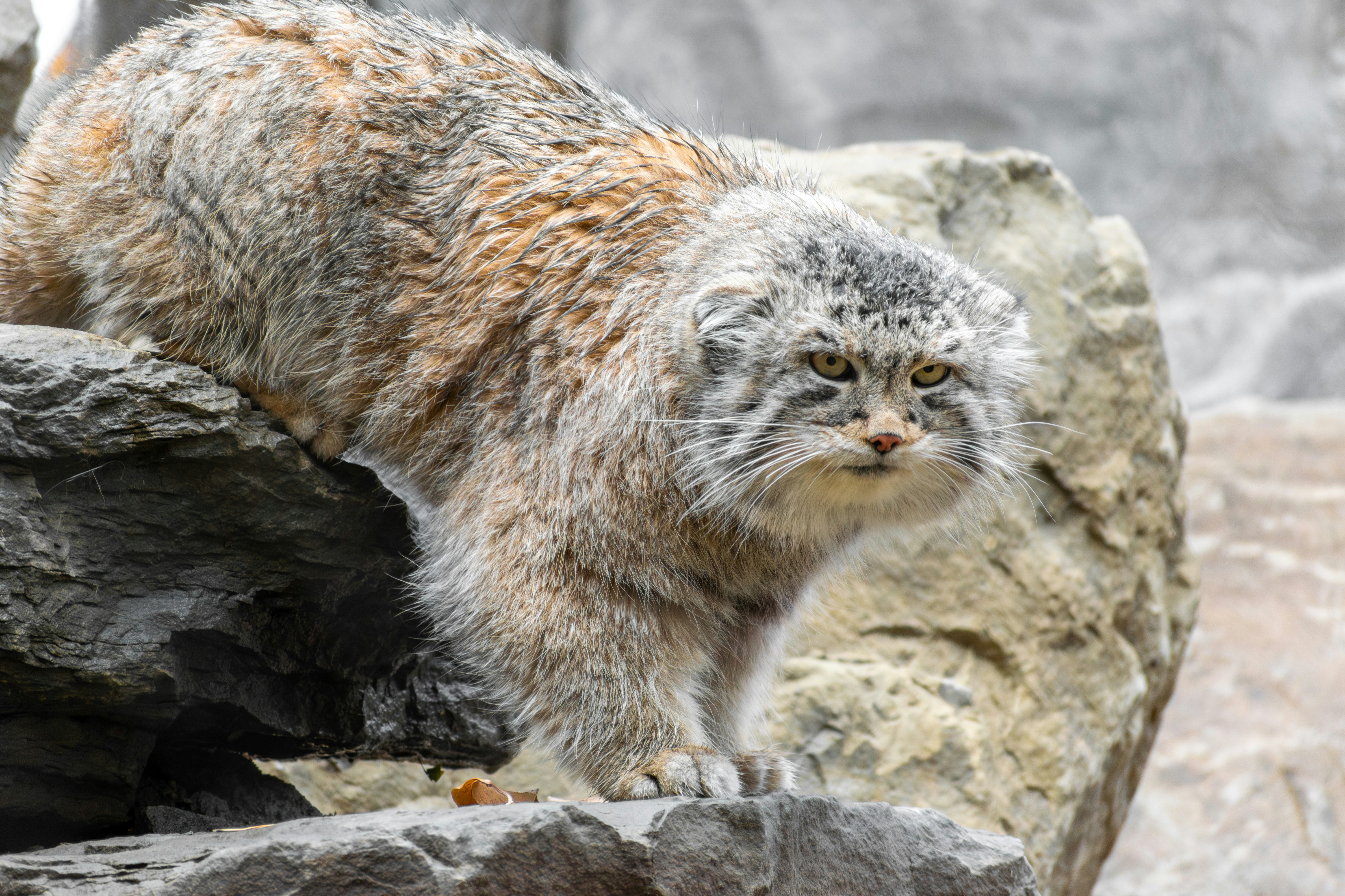 Pallas's cat poised on rocky terrain, showcasing its unique fur and intense gaze. The image captures its natural habitat and behavior.