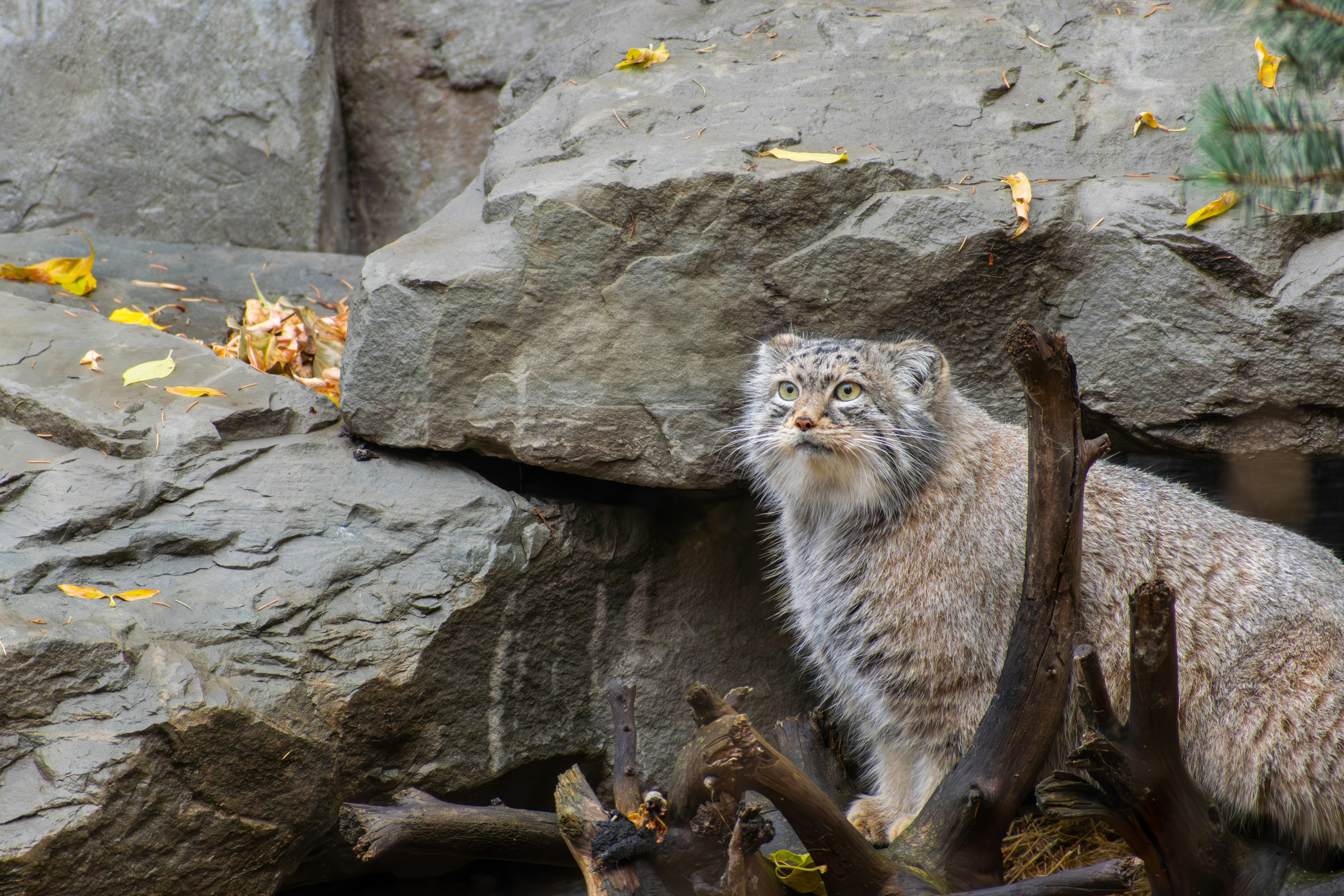 Pallas's cat at Calgary zoo.Anastasiya Dalenka