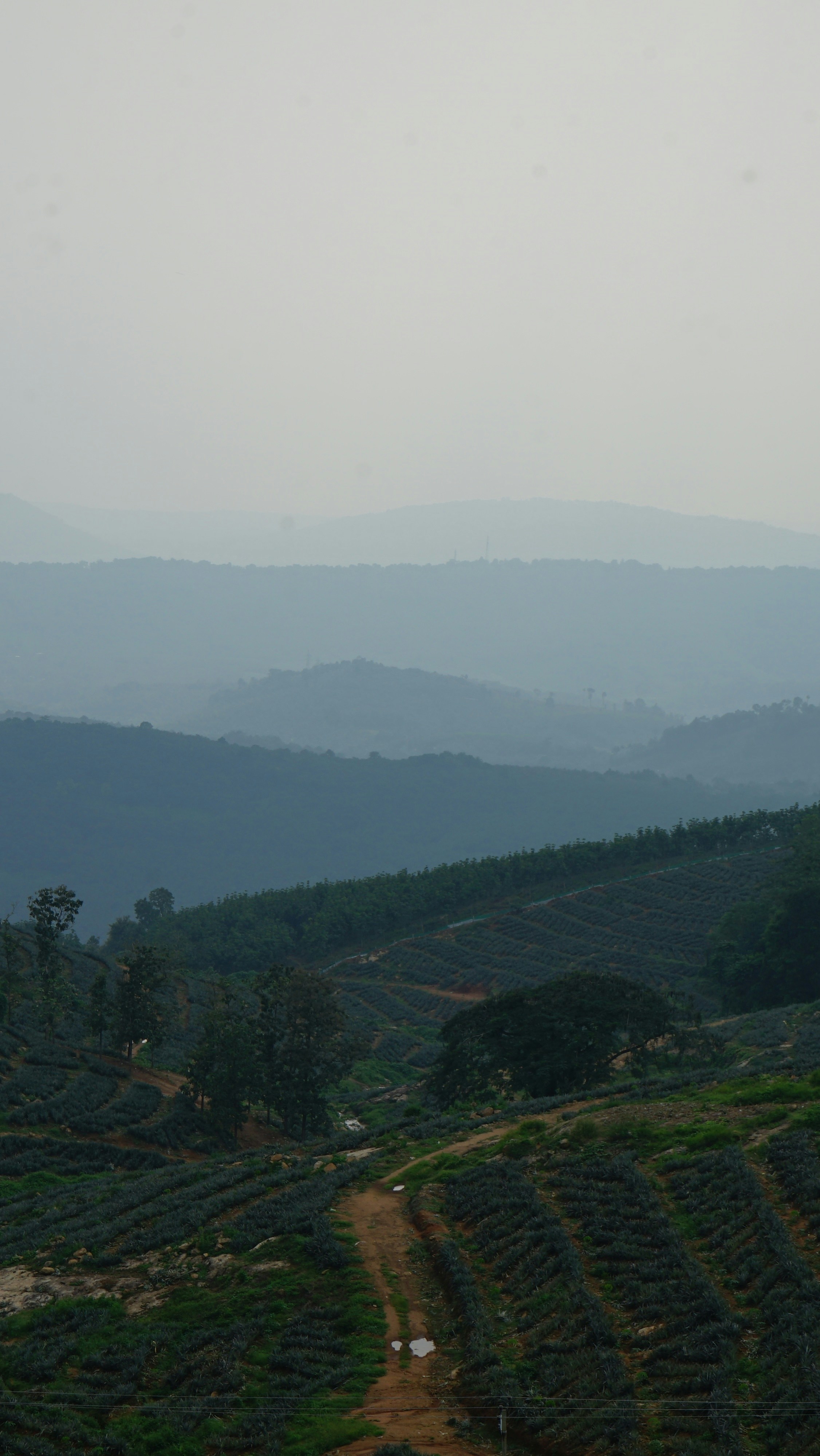 Dawn Veil over Terraced Hills and a Winding Farm Path