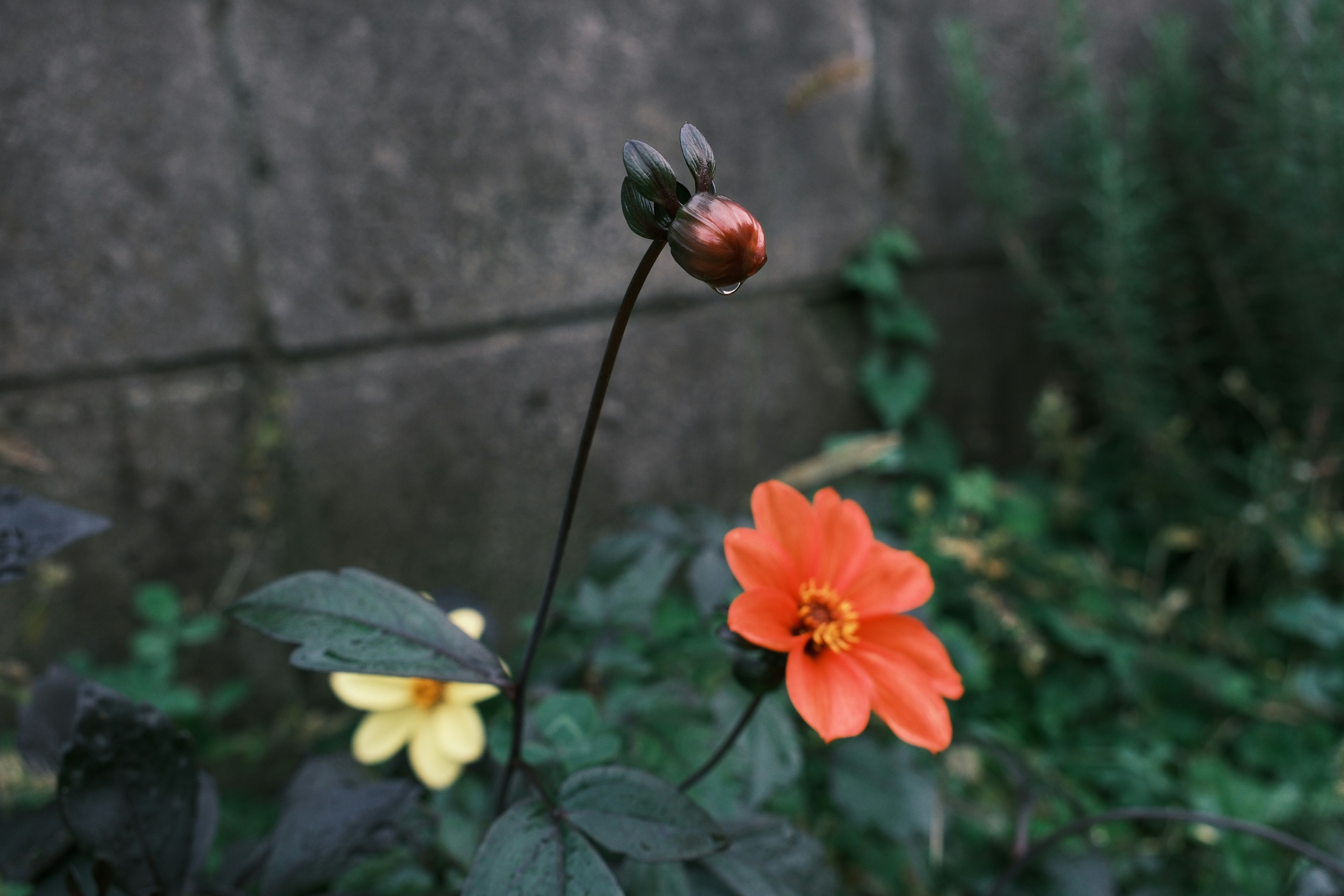 Solitary Orange Bloom Reaching Toward a Shadowed Garden Wall