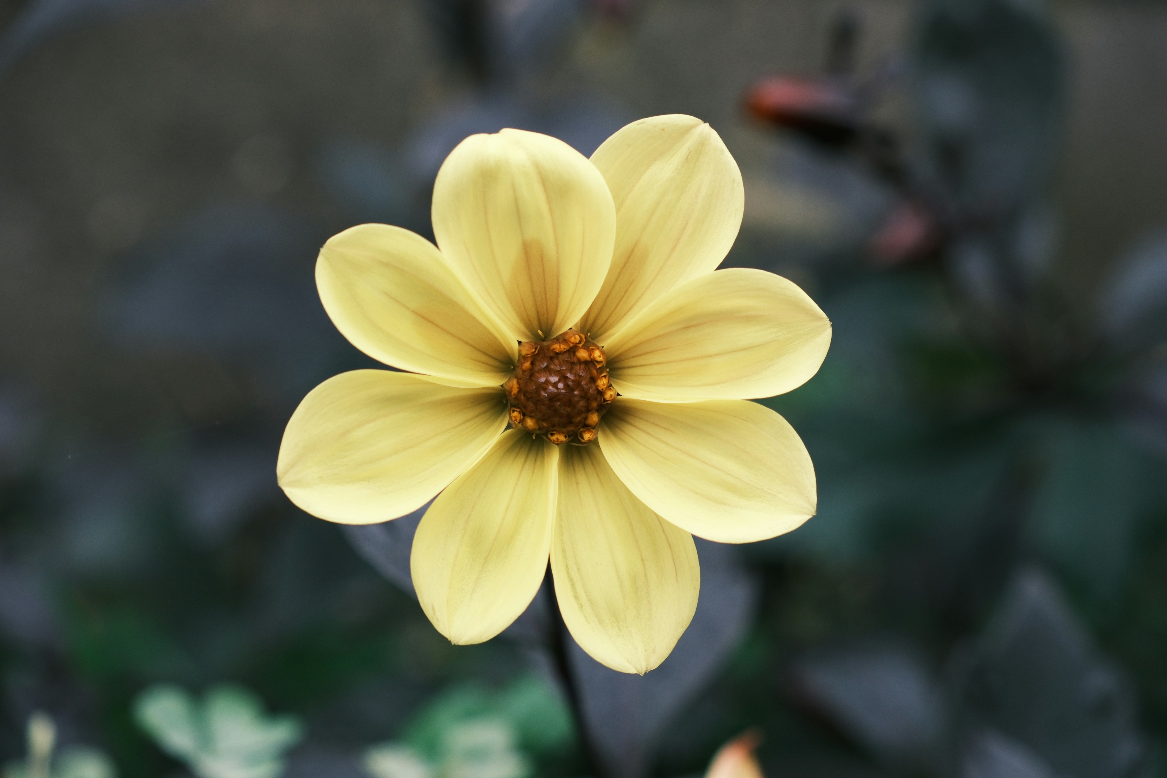 Centerstage Yellow Daisy: Cream-Petal Bloom in Velvet Bokeh
