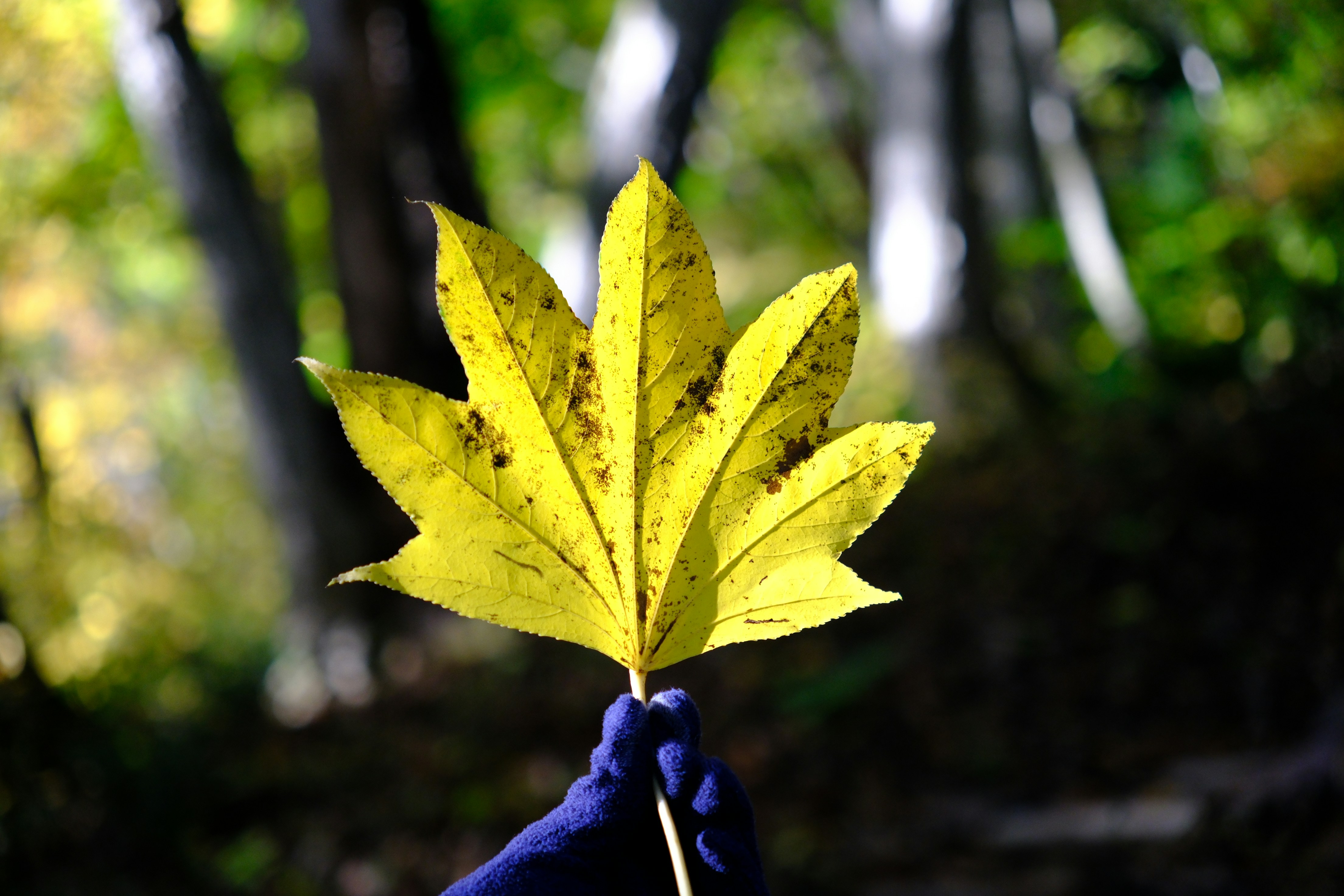 Golden Maple Leaf held aloft in a shadowed forest