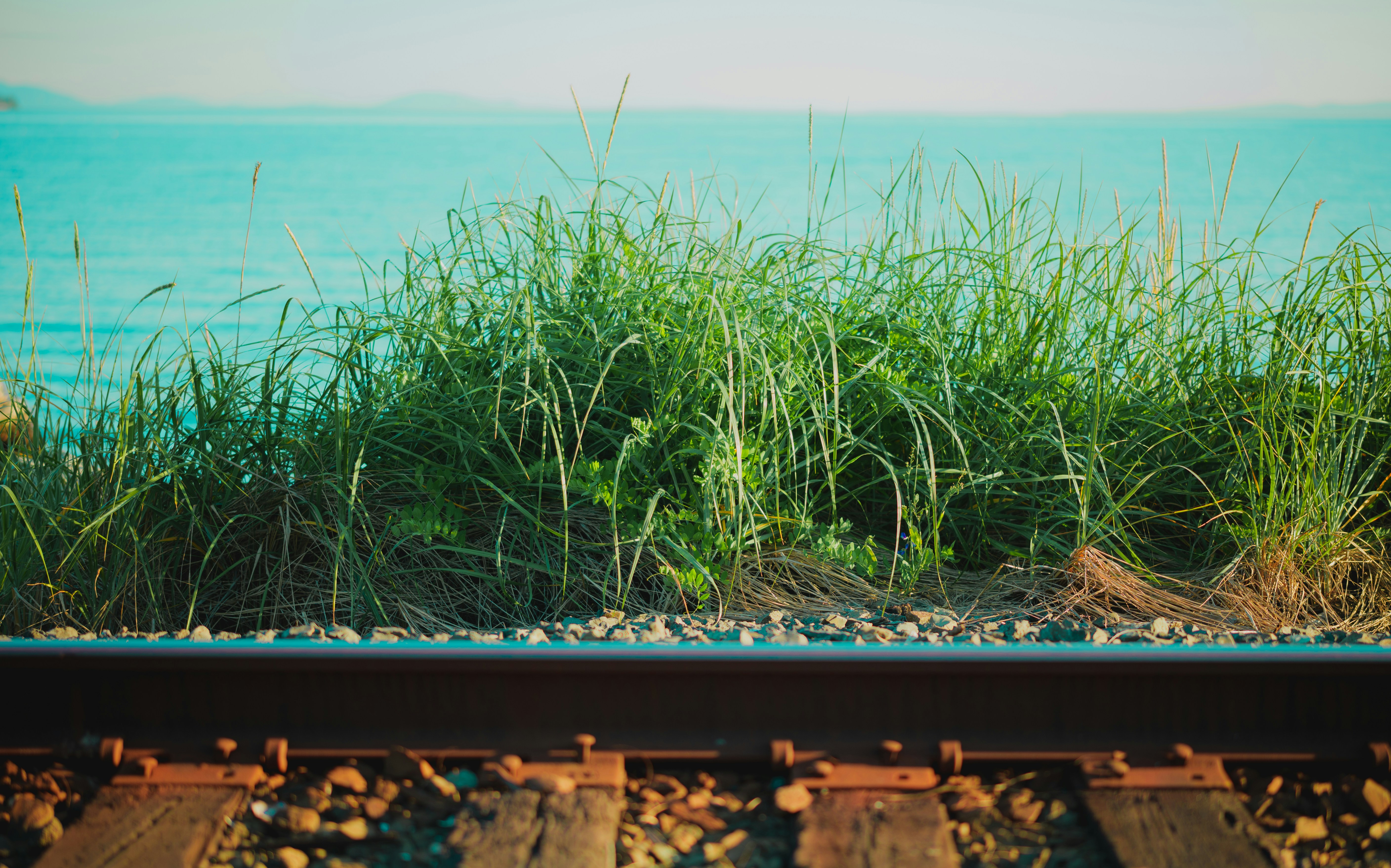 Grass-lined rails extend toward a calm blue sea, highlighting the contrast between natural growth and industrial lines. The scene captures a coastal convergence of rail infrastructure and shoreline greenery.