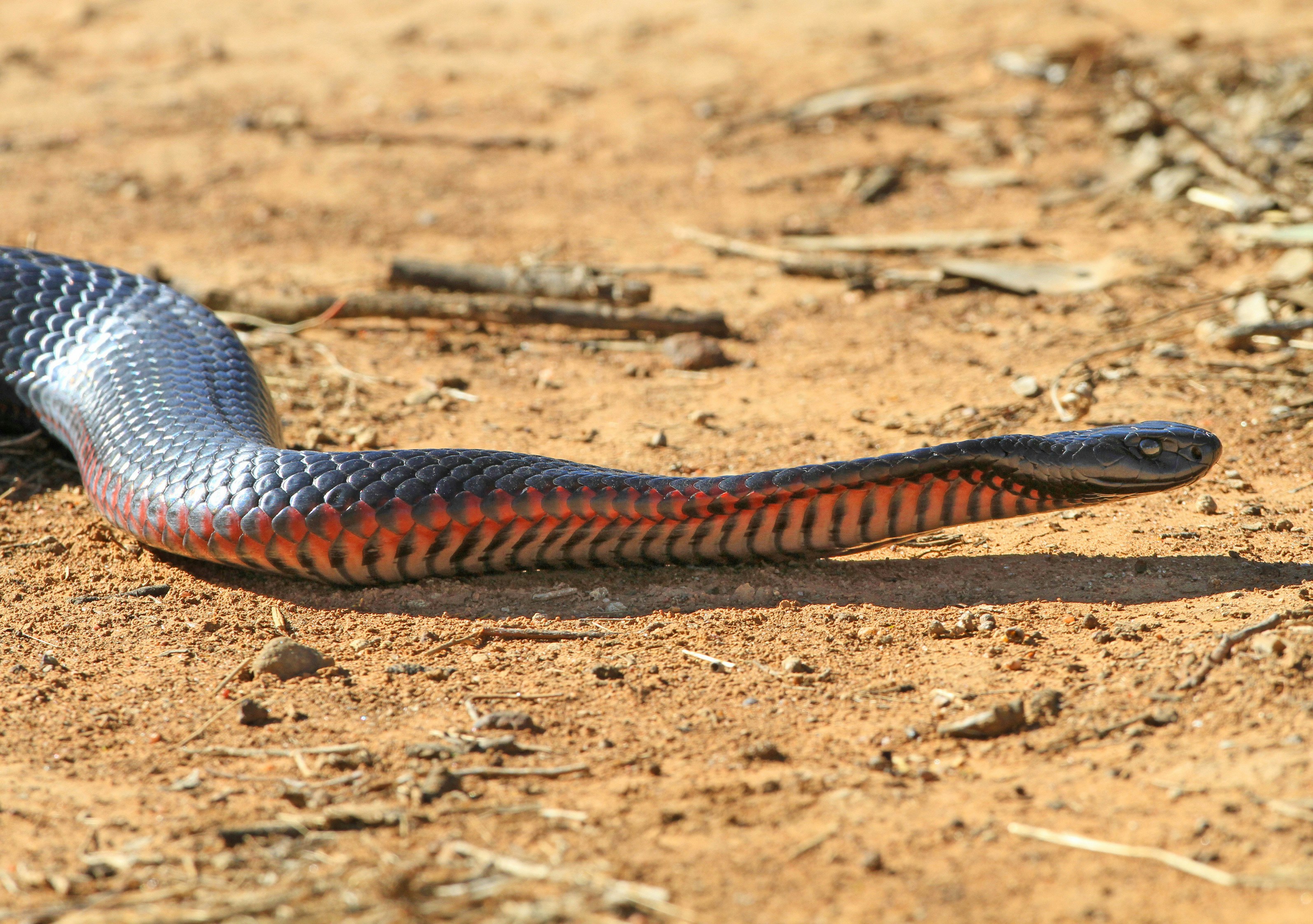 Red-bellied Black Snake