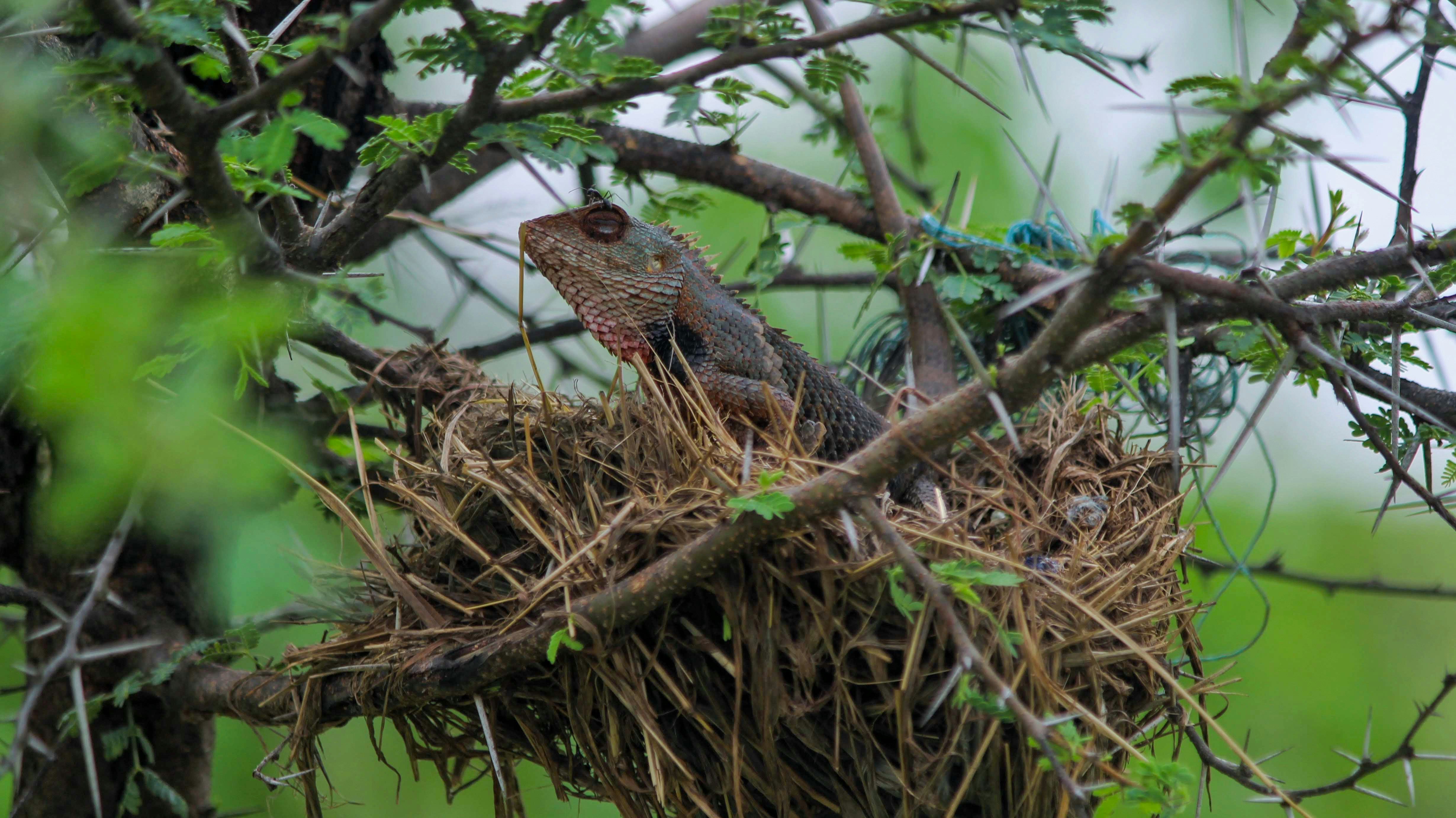 Photo by Suraj V with Canon EOS 1300D