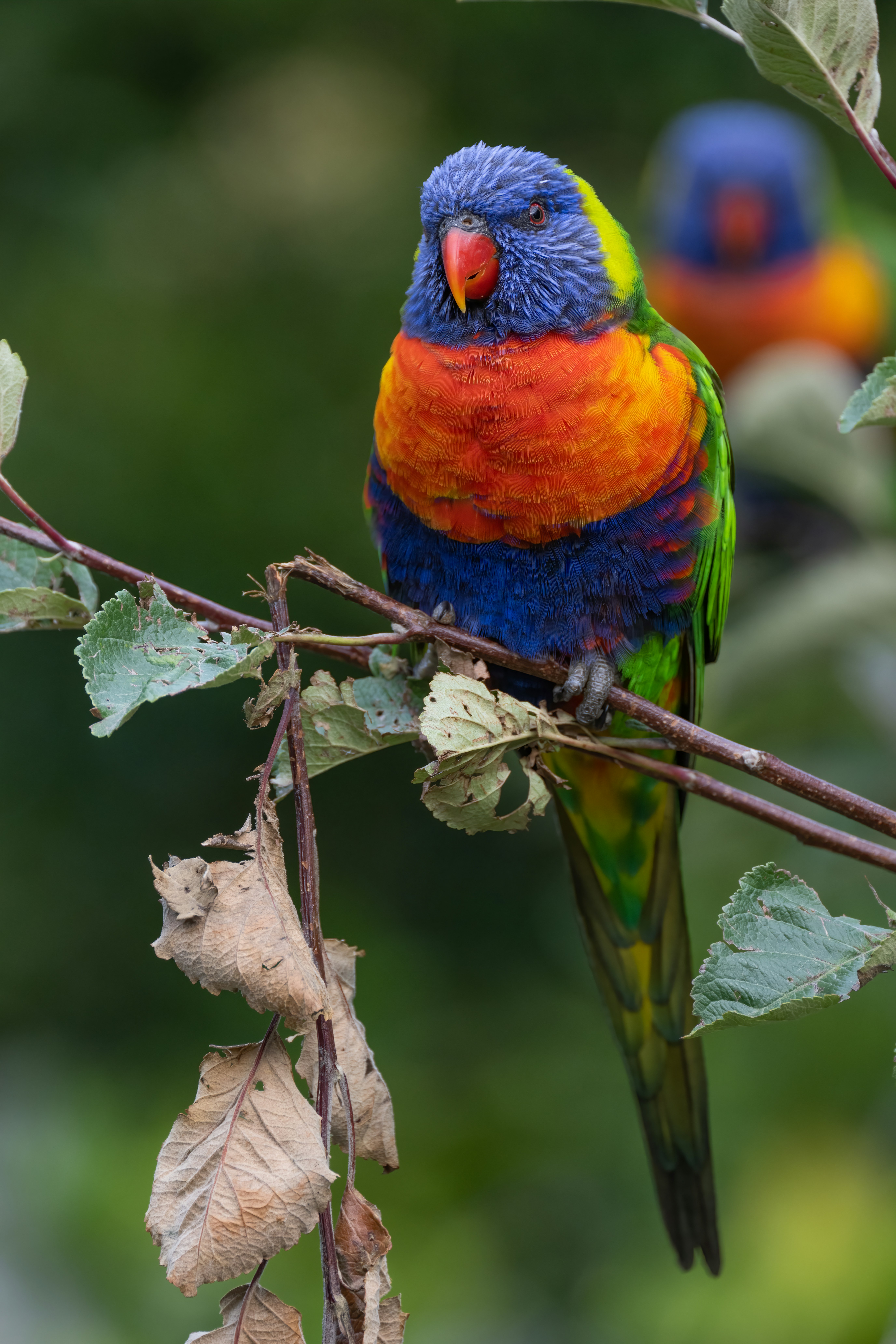 Close-up photograph of a rainbow lorikeet perched on a branch, its iridescent feathers blazing with red, blue, and green.