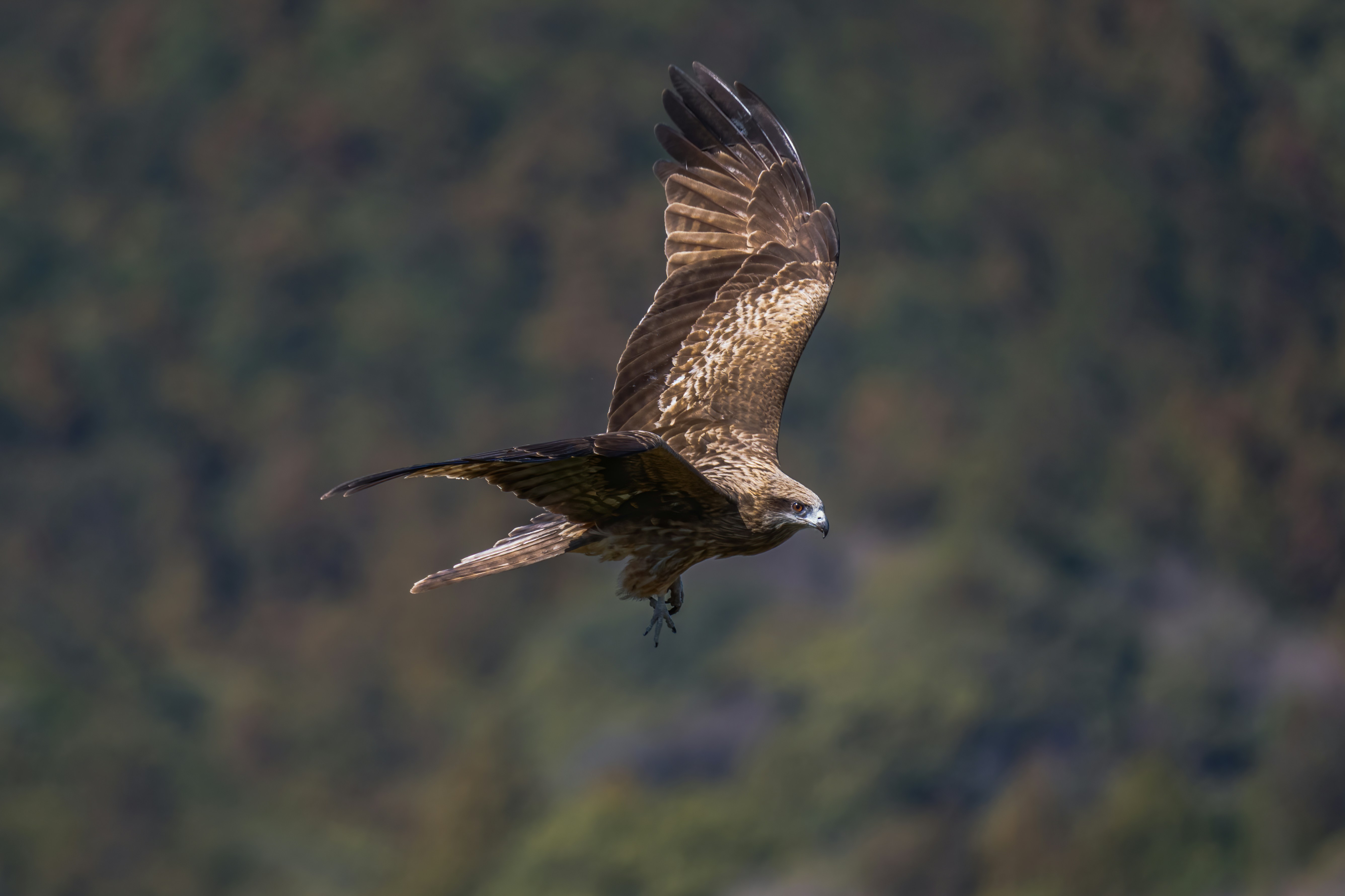 Bird of prey soaring with wings outstretched against a blurred forest backdrop.
