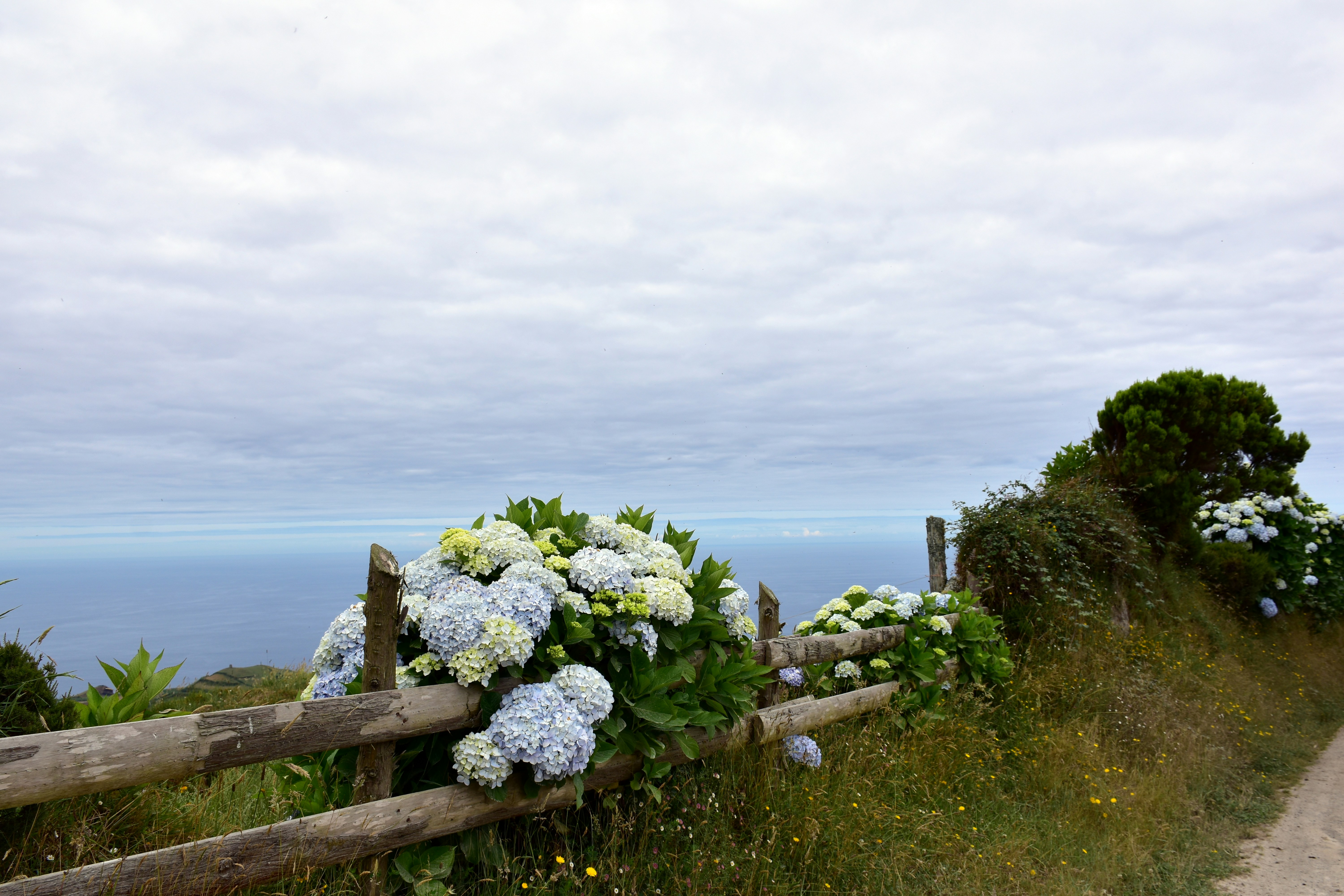 A wooden fence with a bunch of flowers on top of it photo – Free ...