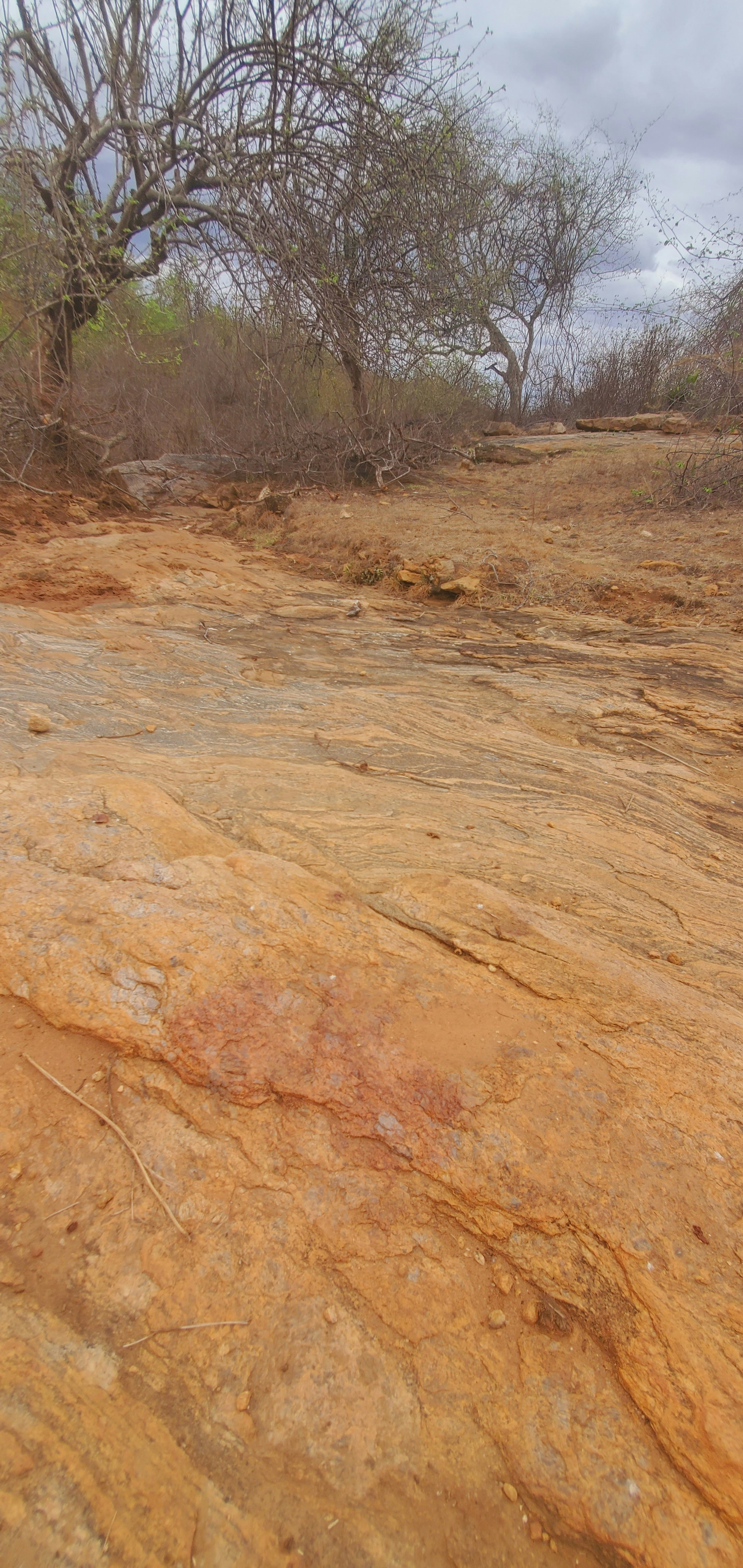 A dirt field with trees in the background photo – Free Kitui Image on ...