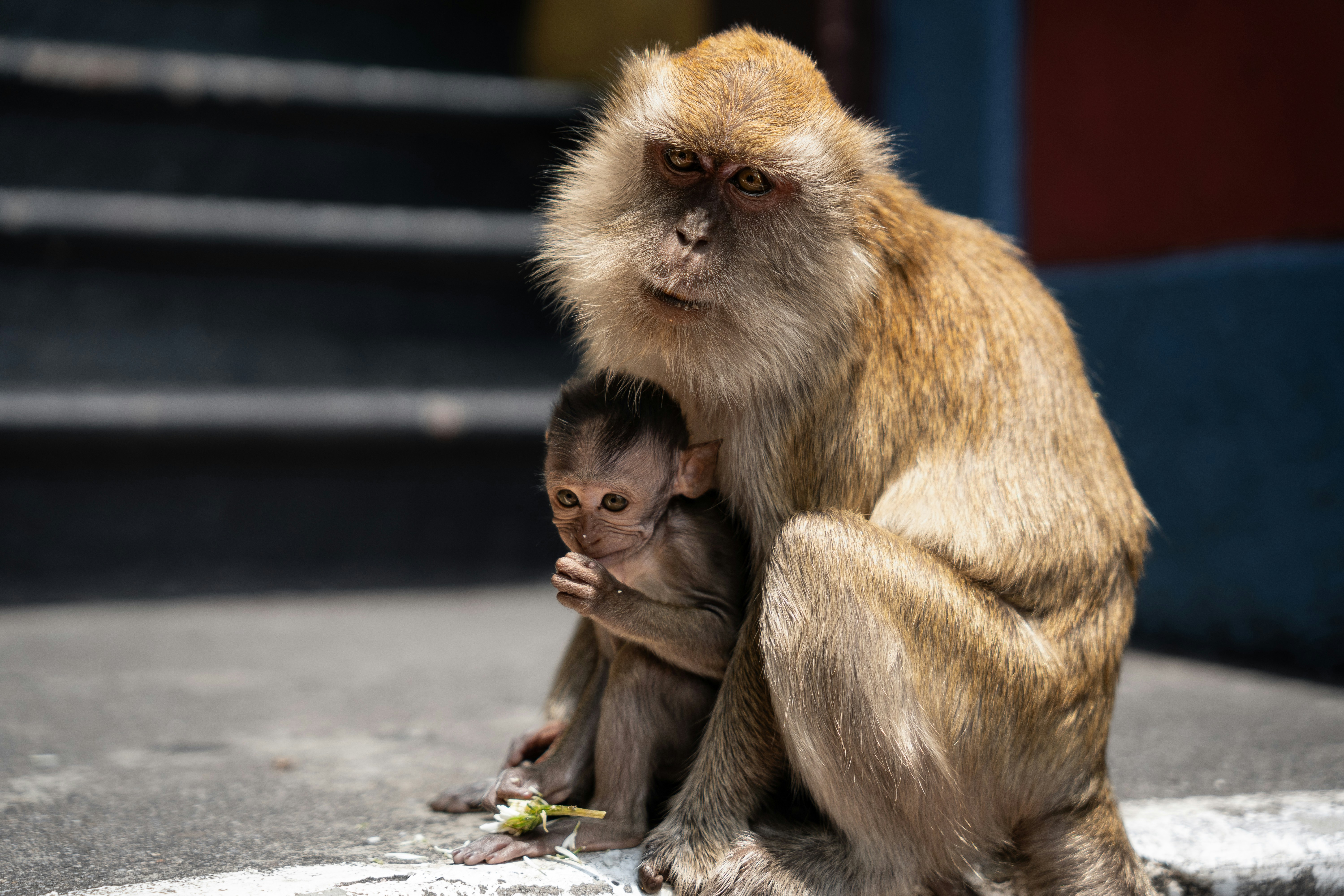 Foto Una madre mono y su cría sentados en el suelo – Imagen Mono gratis ...