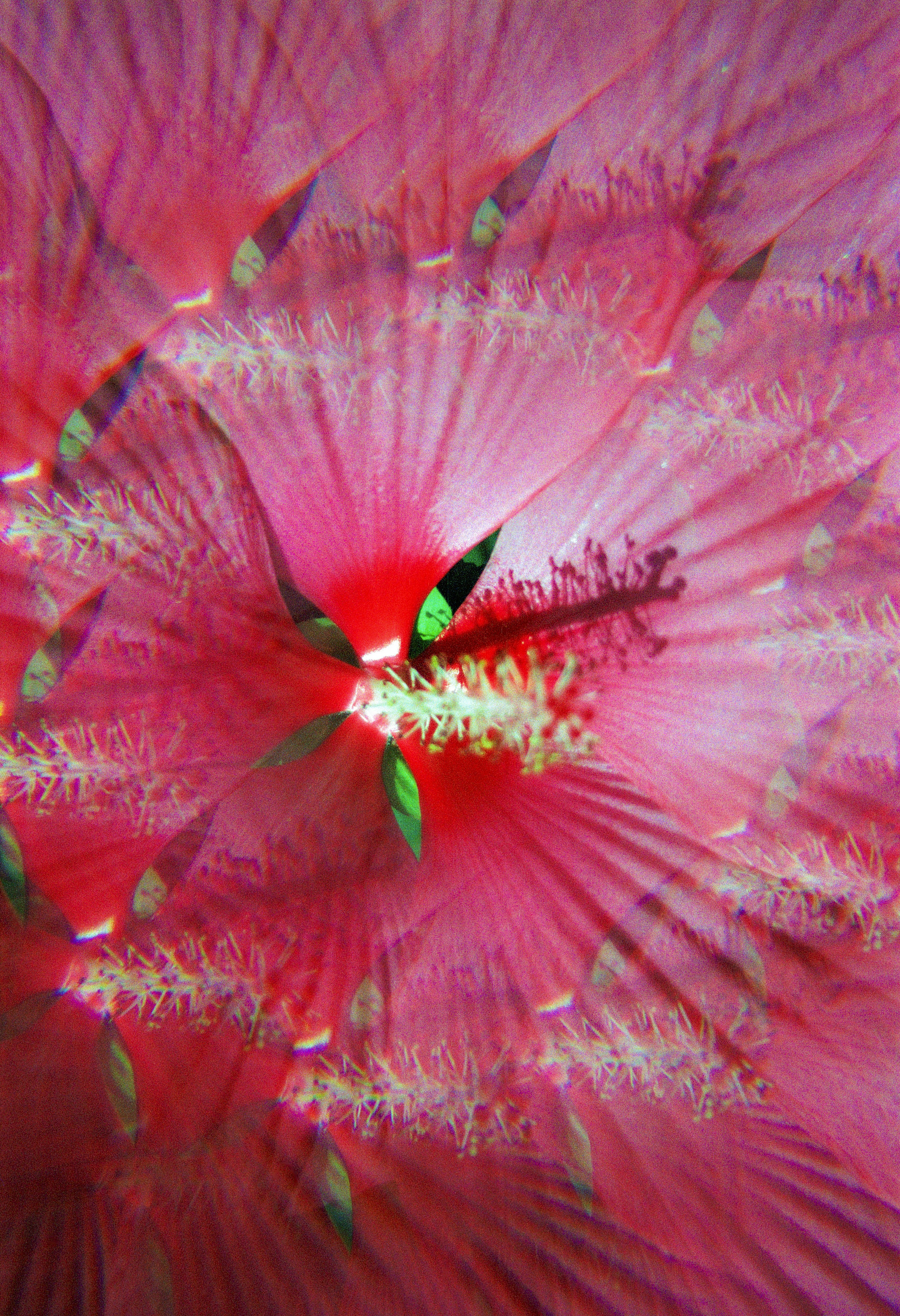 Close-up of a pink hibiscus with layered petals forming a kaleidoscopic pattern.