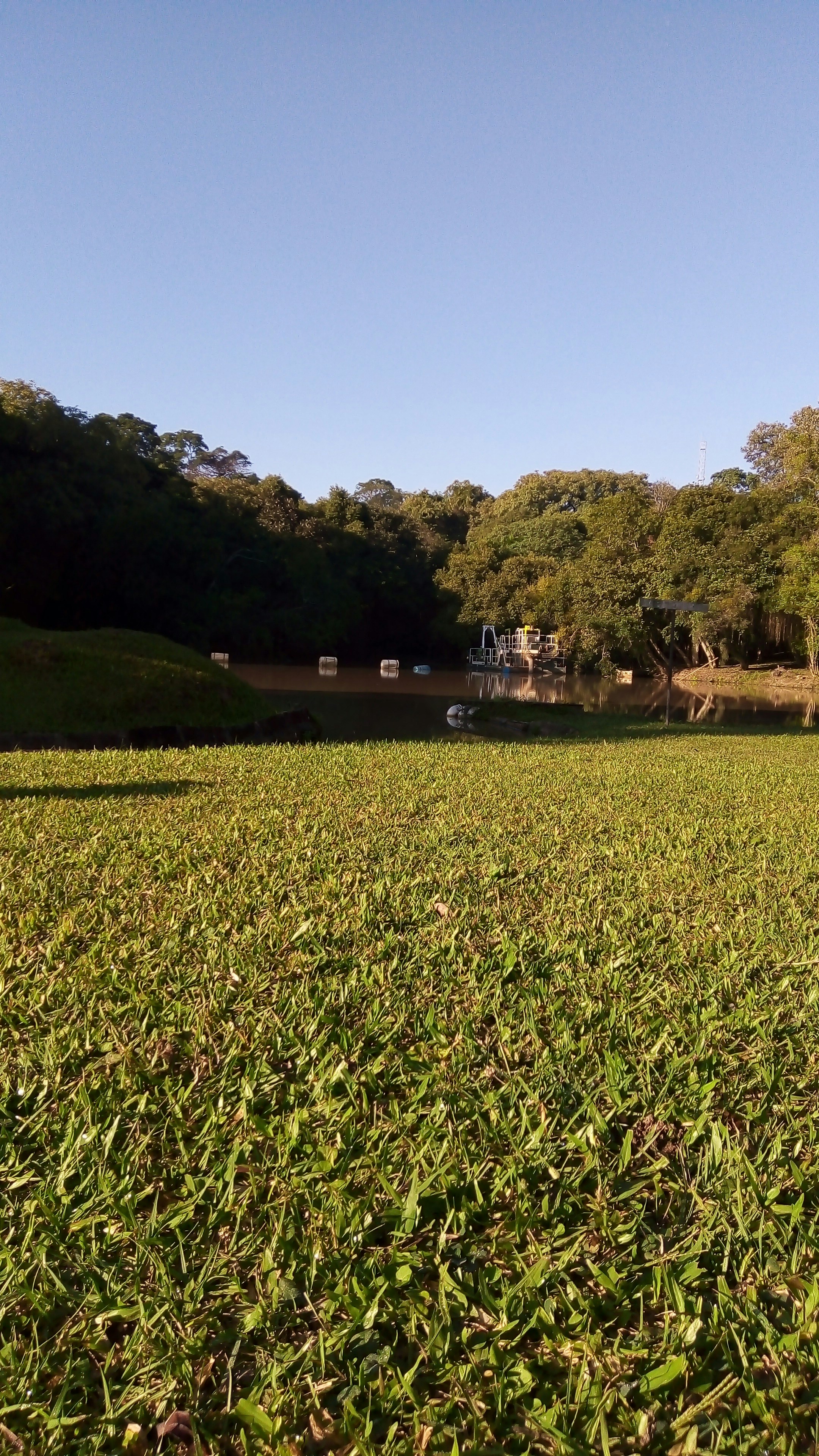 A large field of grass with trees in the background photo – Free Grass ...