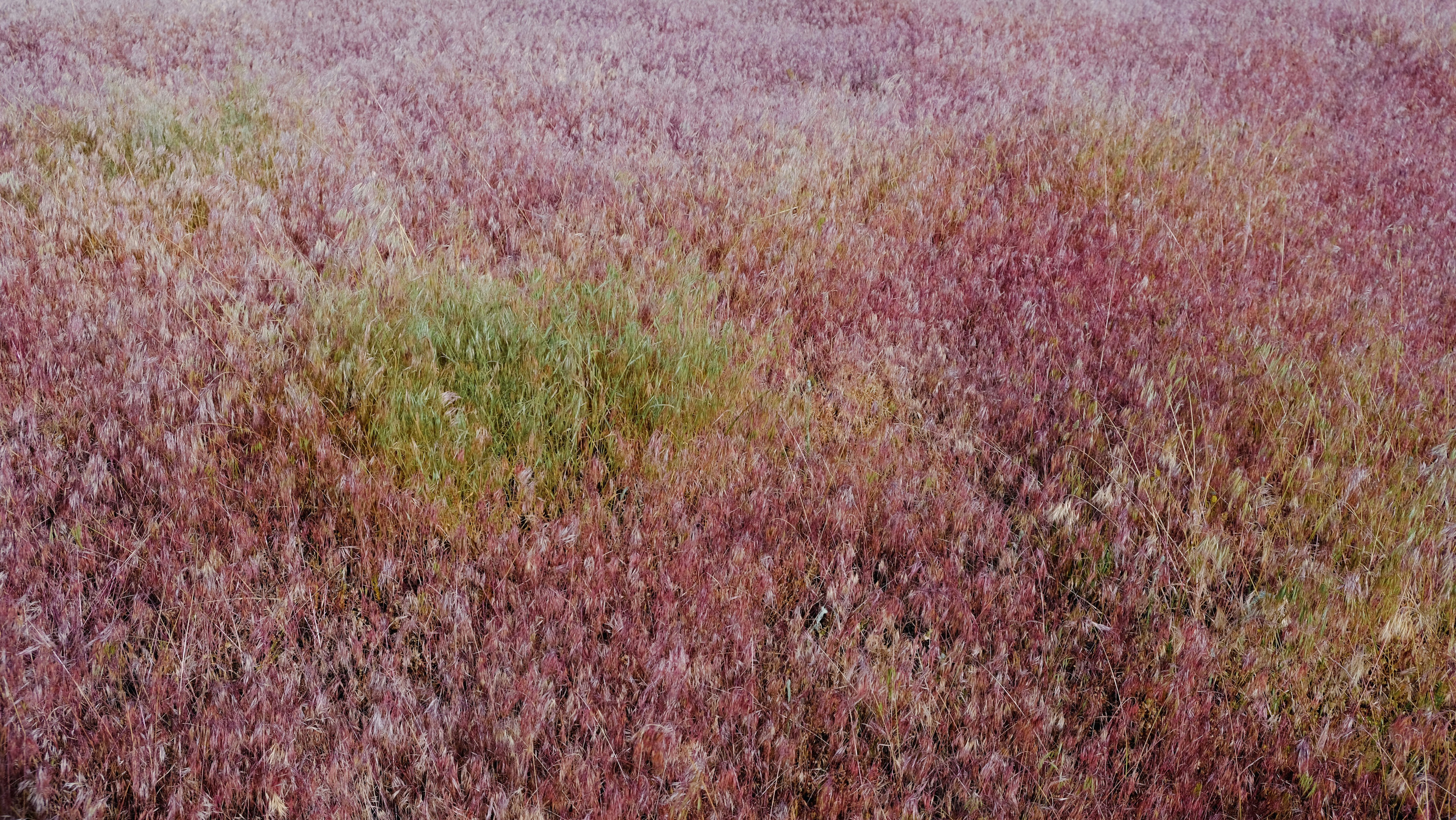 Mauve Quiet: A Sea of Heather Under Soft Light