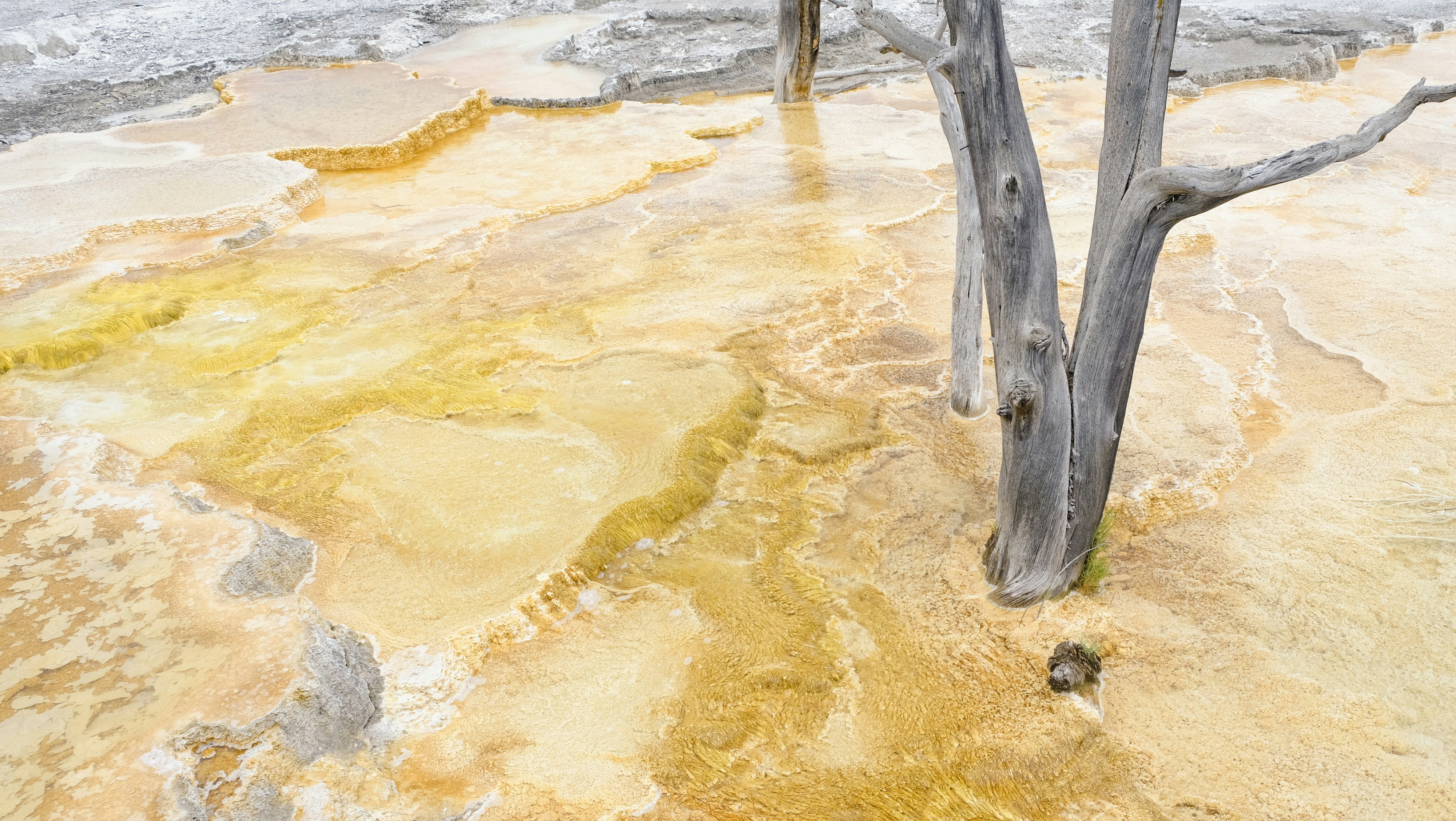 Foto zum Thema Ein paar Bäume, die im Dreck stehen – Kostenloses Bild ...