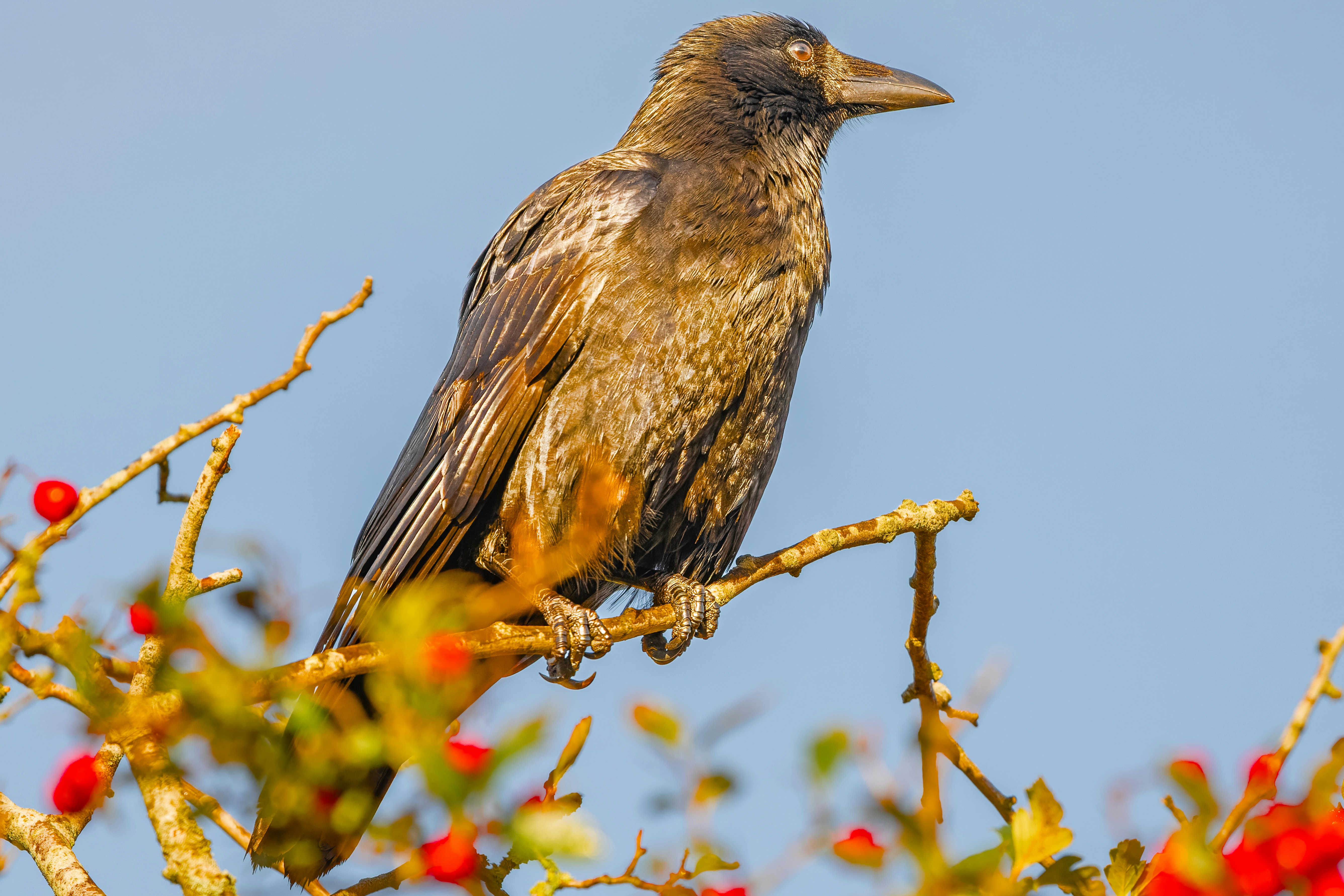 Mastering the TODAY Function in Excel: A Beginner's Guide