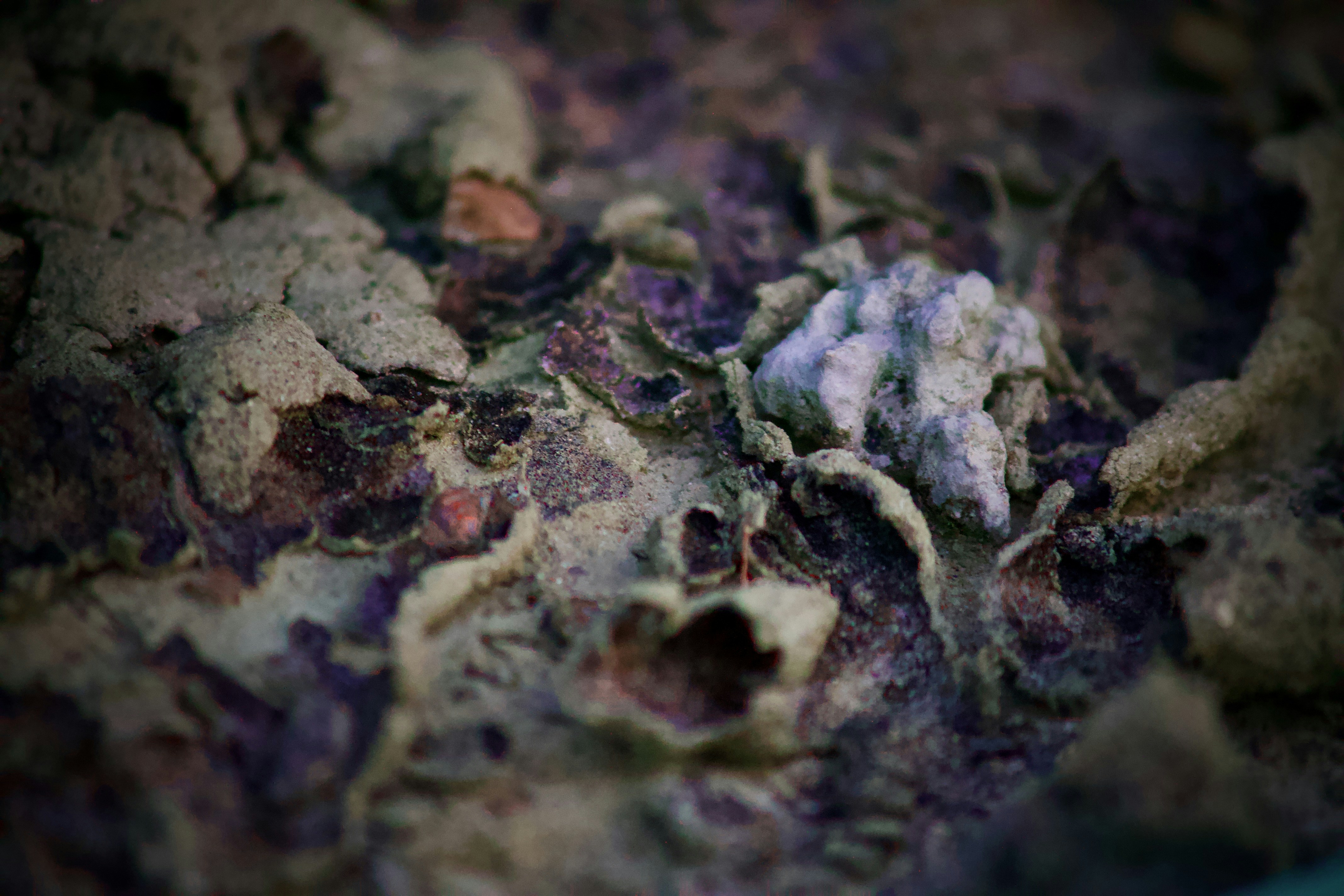 Twilight Macroterrain: a micro-landscape of damp leaves and purple soil