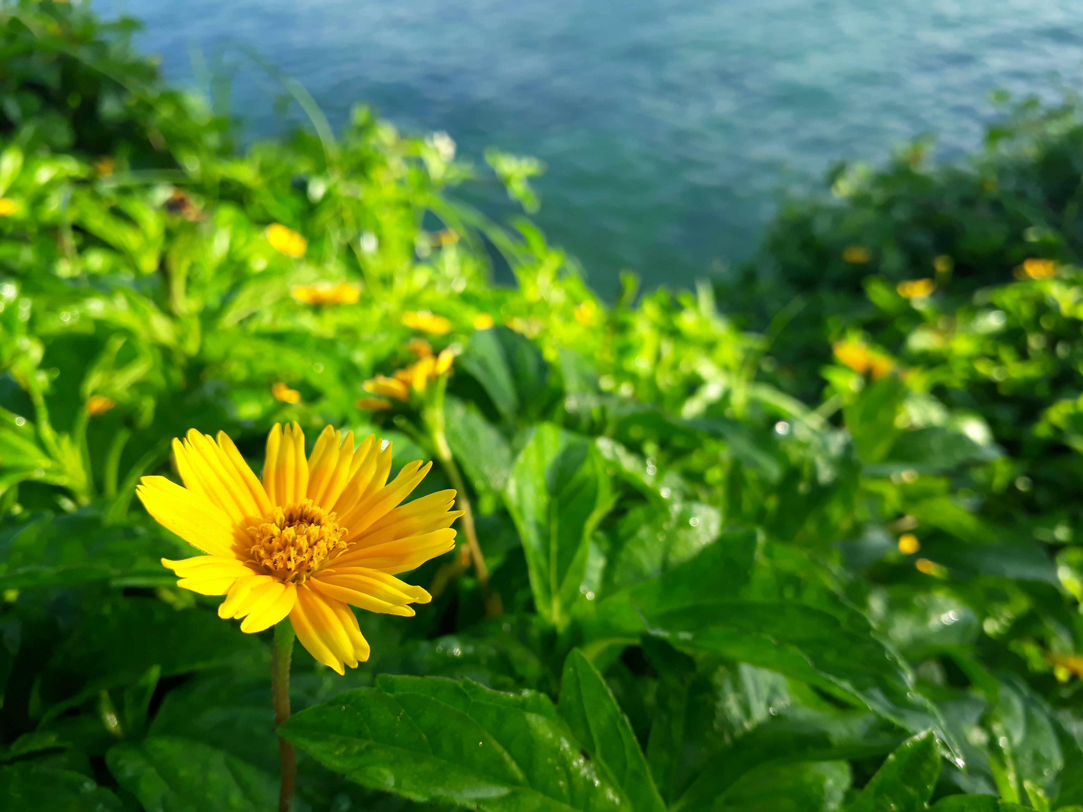 Bright yellow daisy in sharp focus sits among glossy green leaves with a tranquil blue water backdrop. A natural, outdoor floral scene with a serene waterfront context.