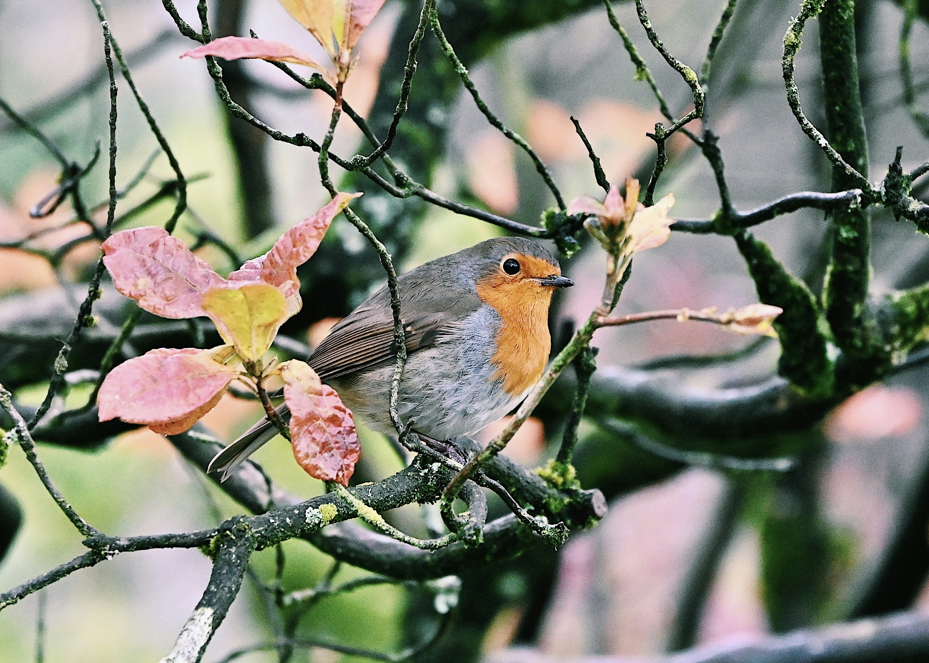 Robin on Twisted Branches: A Burst of Orange in Murmur of Leaves