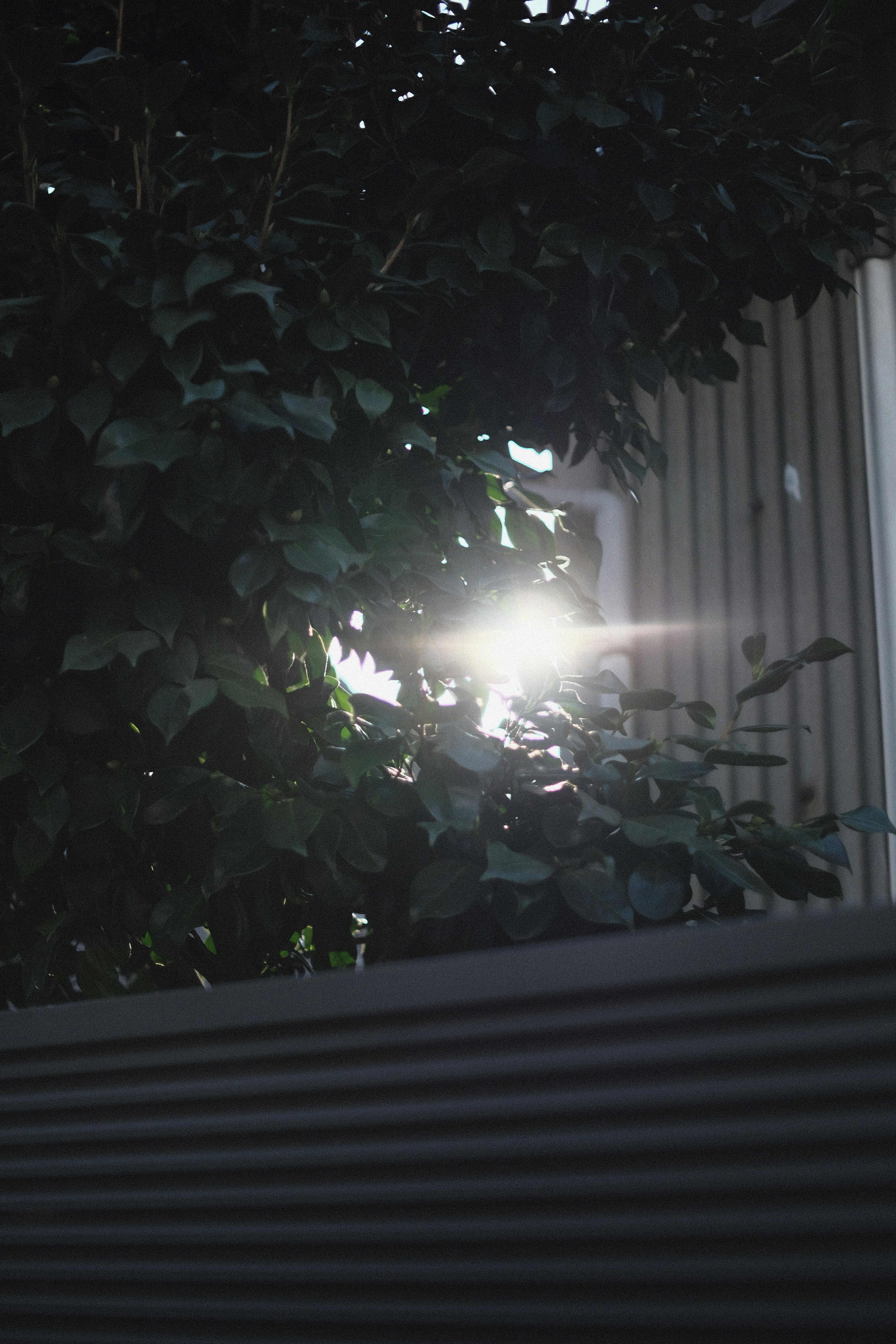 A bright light shines through the leaves of a tree photo – Free Grey ...