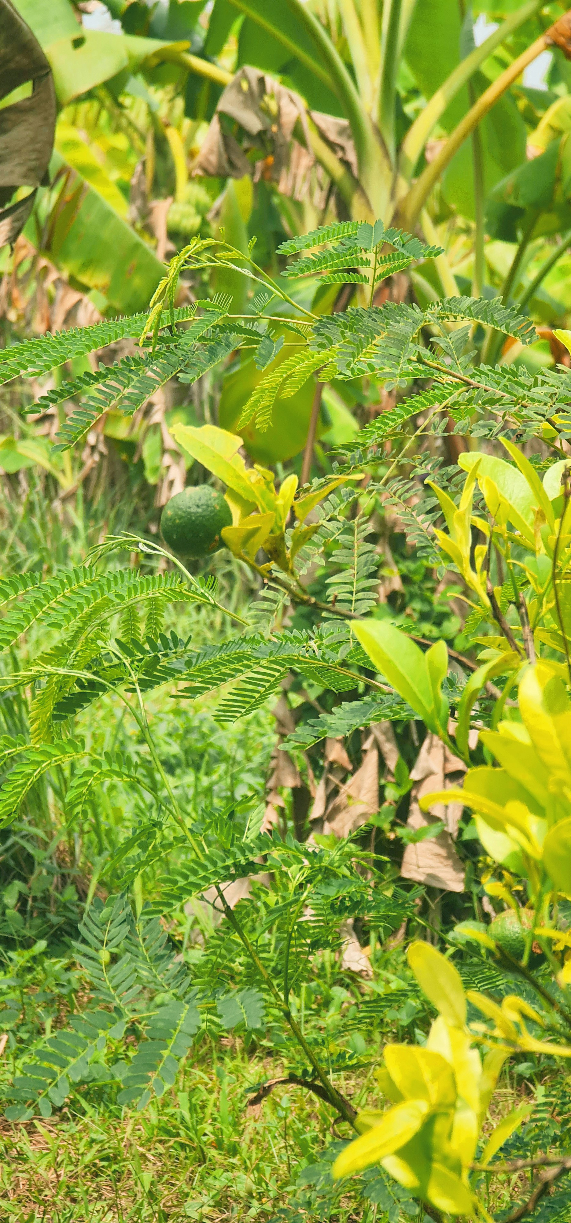 Sunlit Foliage and Hidden Fruit Amid Tropical Leaves