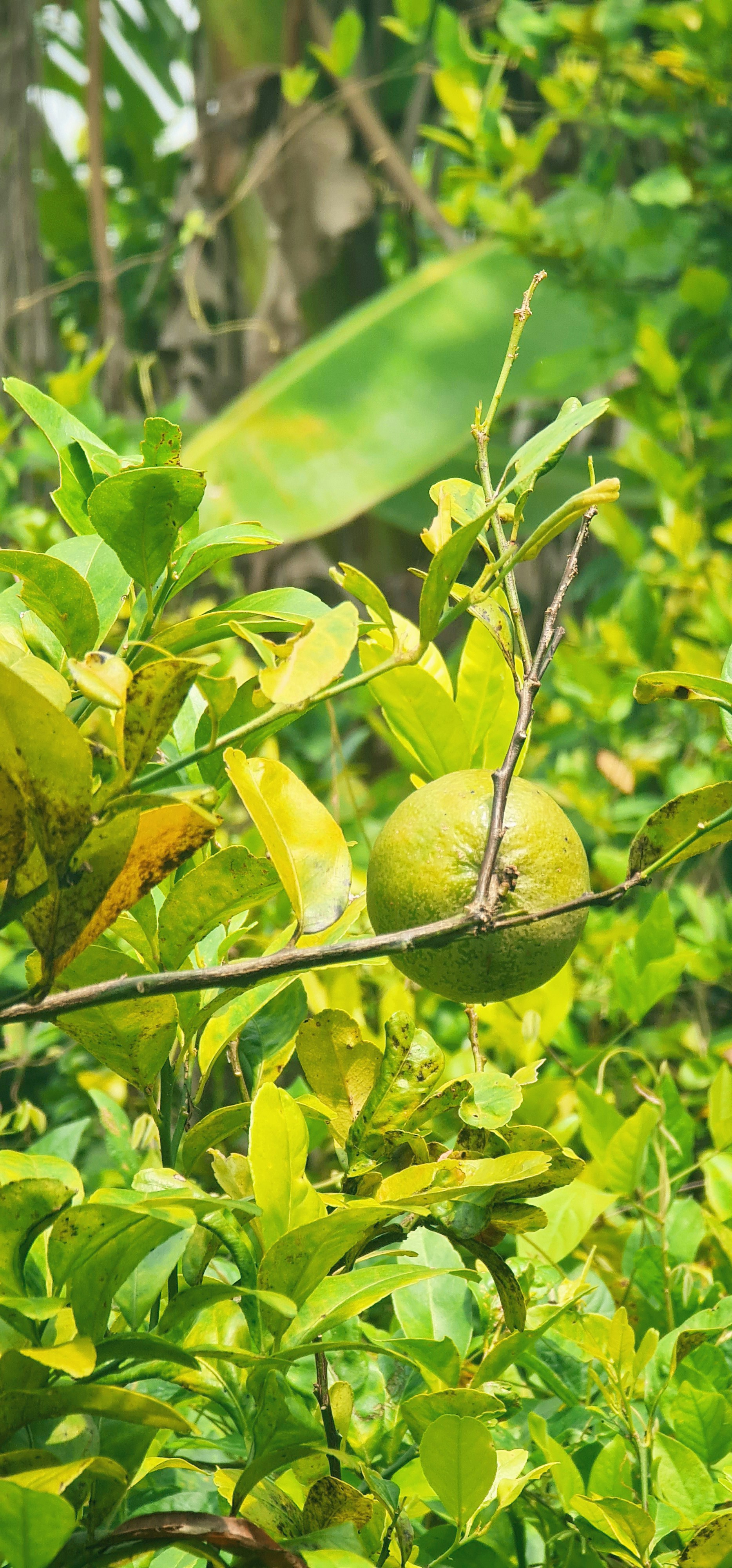 Sun-Kissed Citrus Among Verdant Leaves