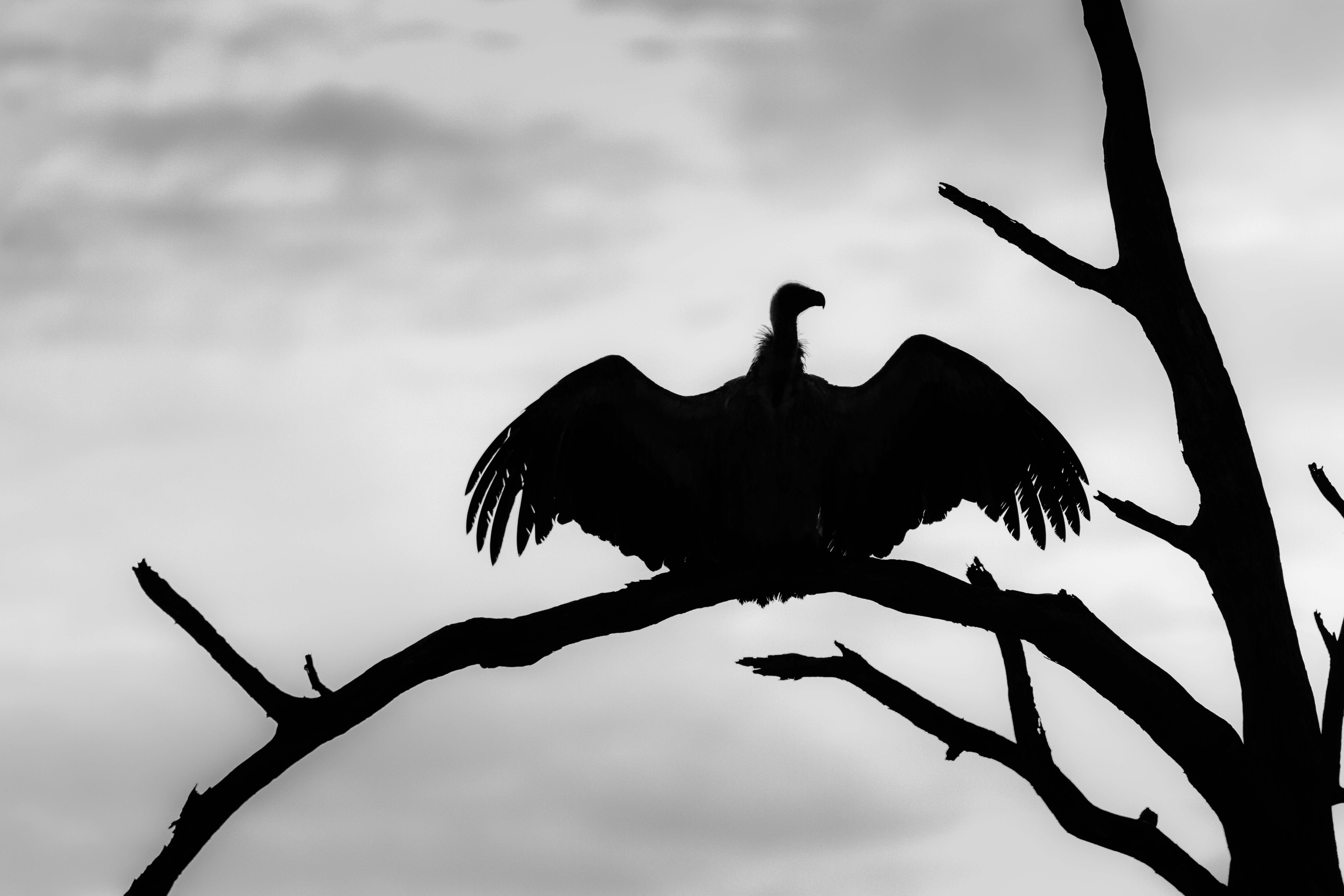 Silent Sentinel of the Skies