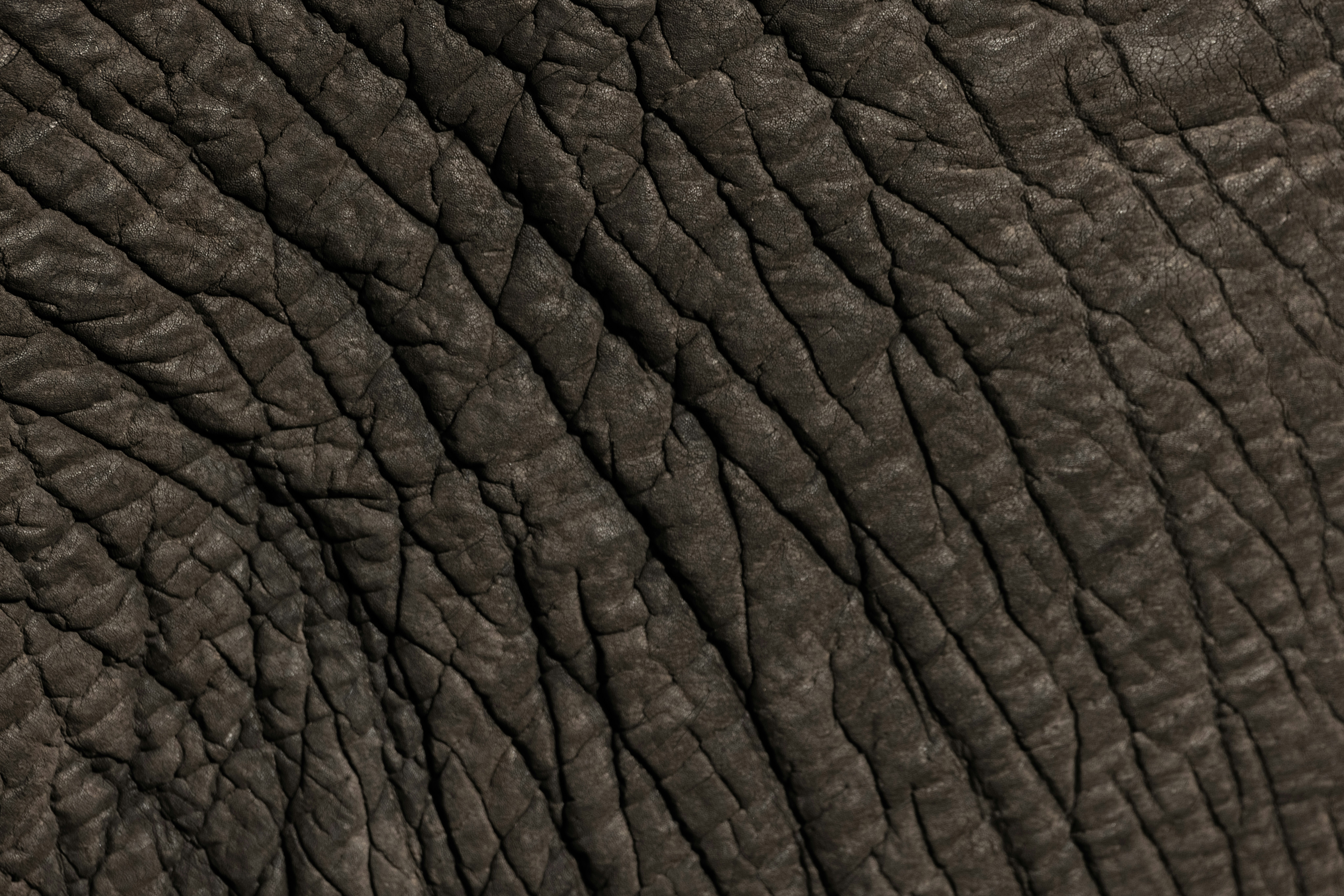 A close up of the skin of an elephant photo – Free South africa Image ...