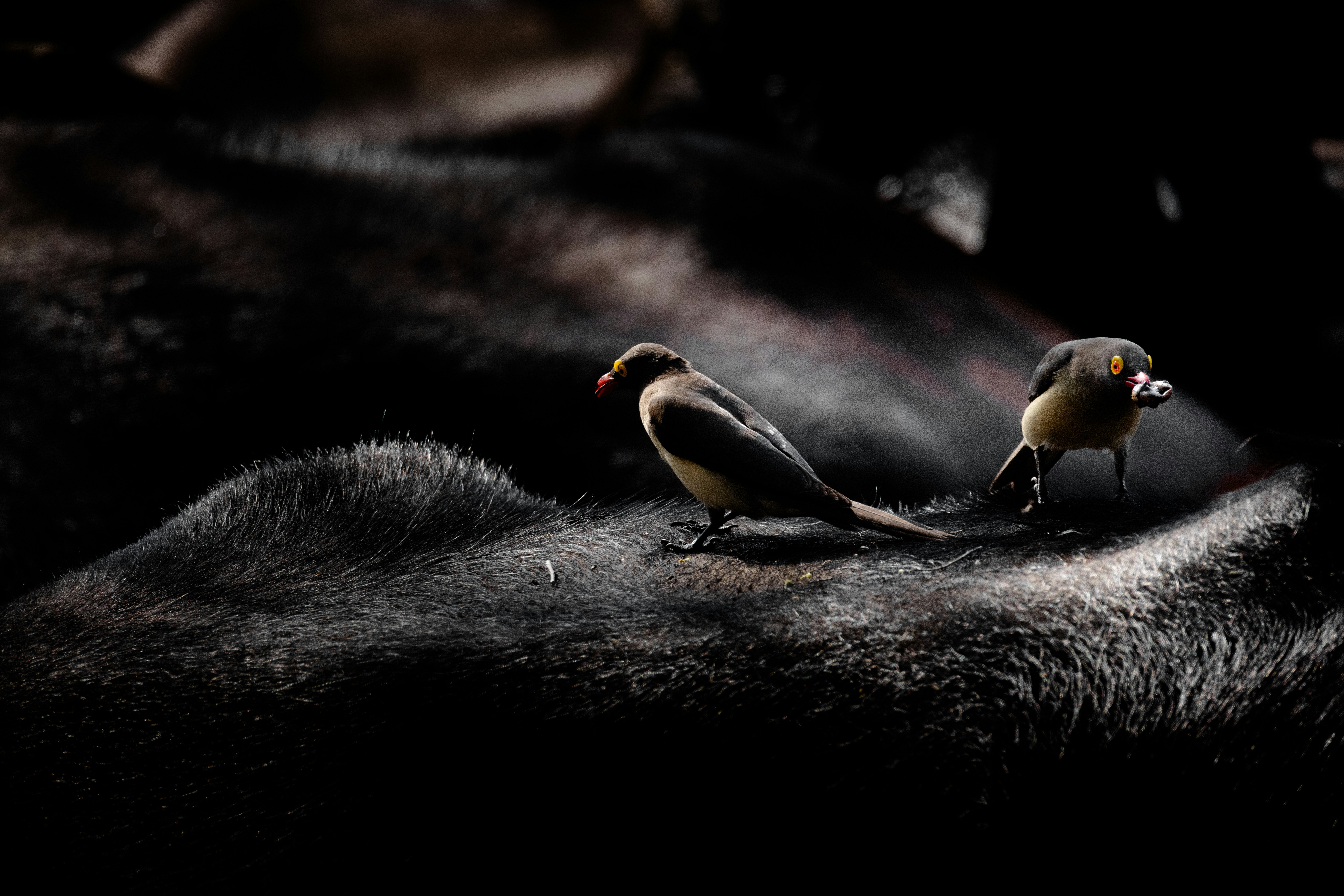 Two tiny seed-eaters on moonlit fur: a sparse moment on dark terrain
