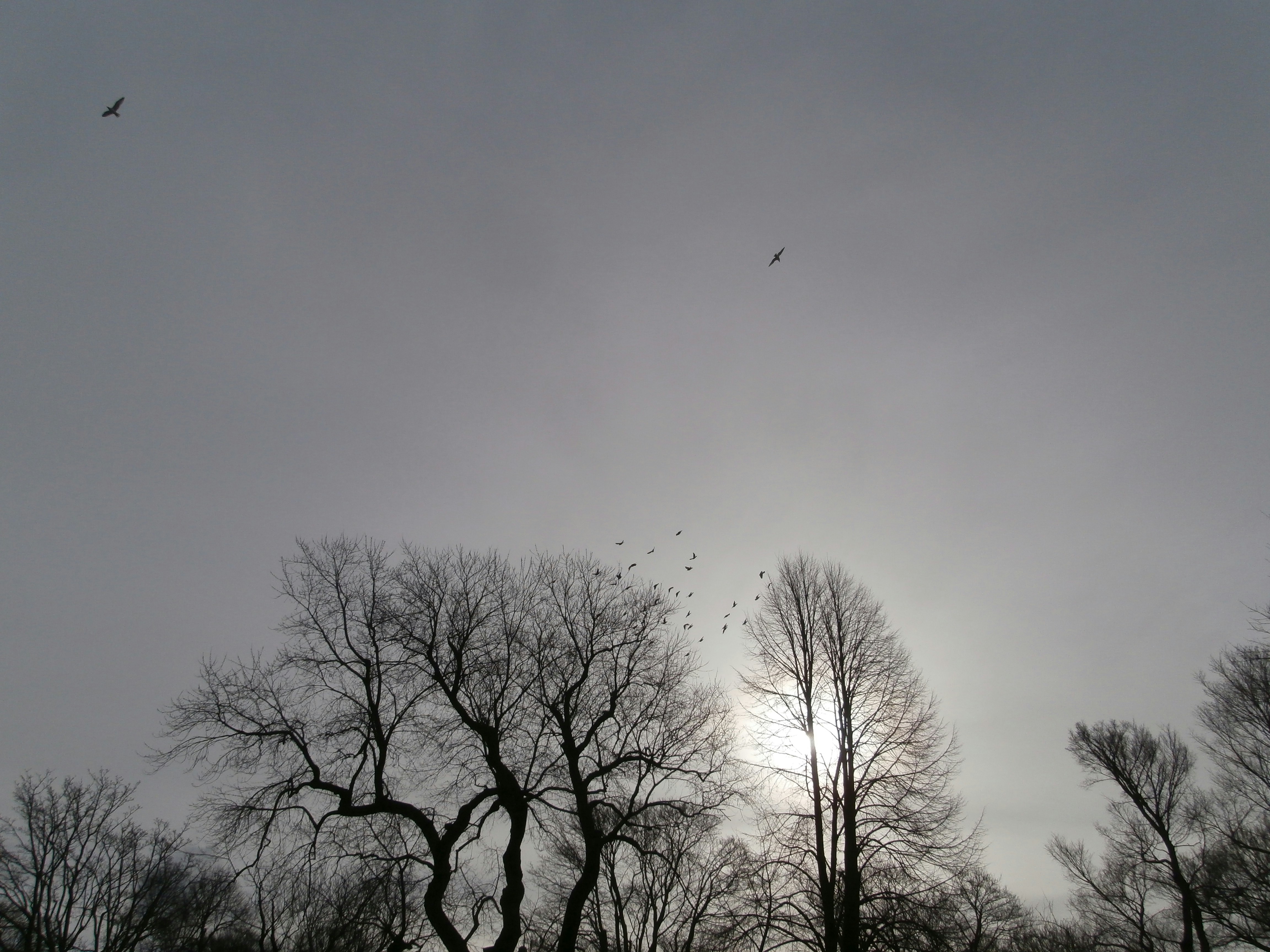 Backlit Winter Silhouettes: Sunlight Through Bare Branches