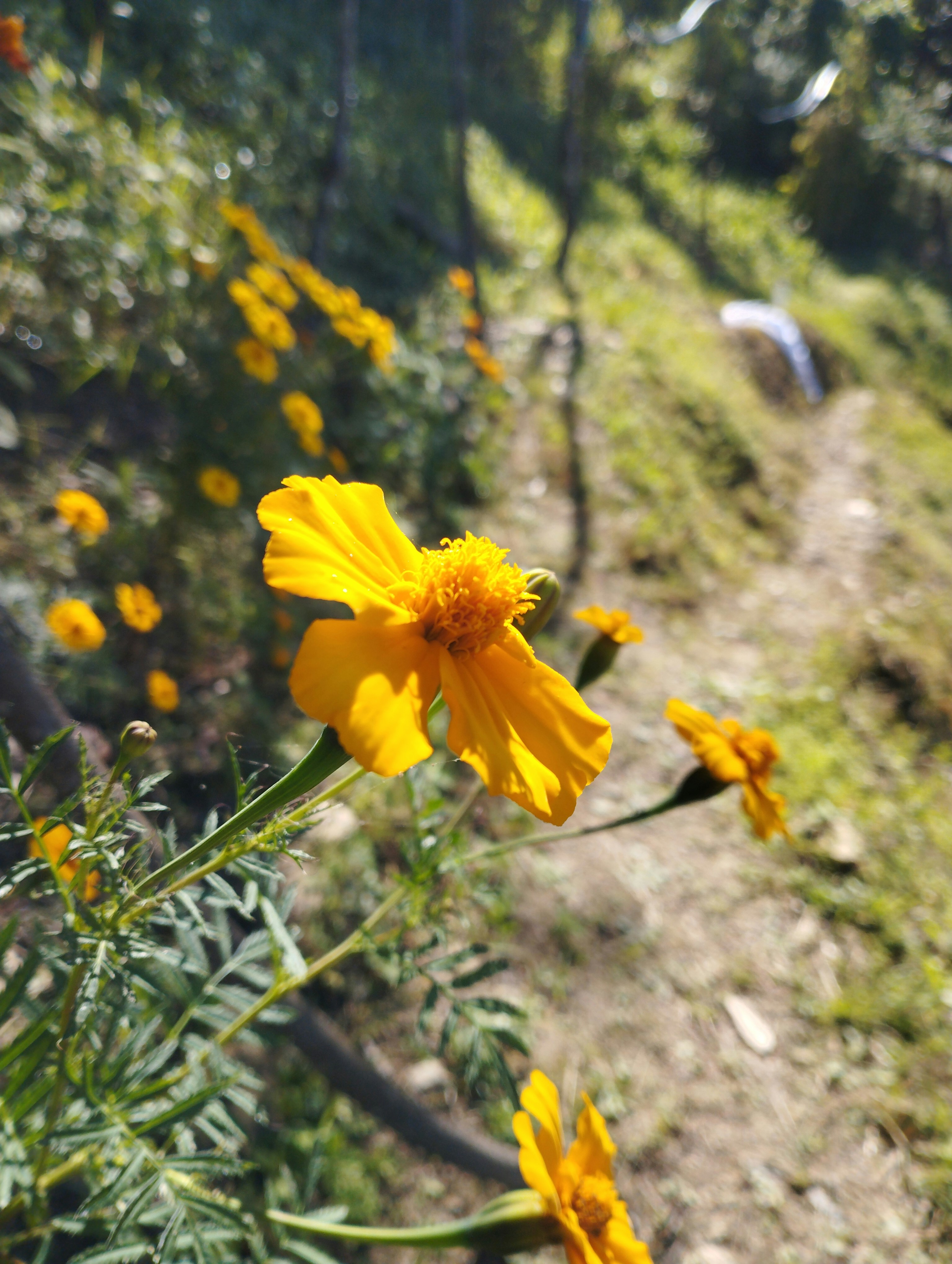 Bright yellow bloom dominates the foreground in sharp focus, with a sunlit meadow and path fading into a soft background. More yellow flowers dot the scene, adding depth to this natural composition.