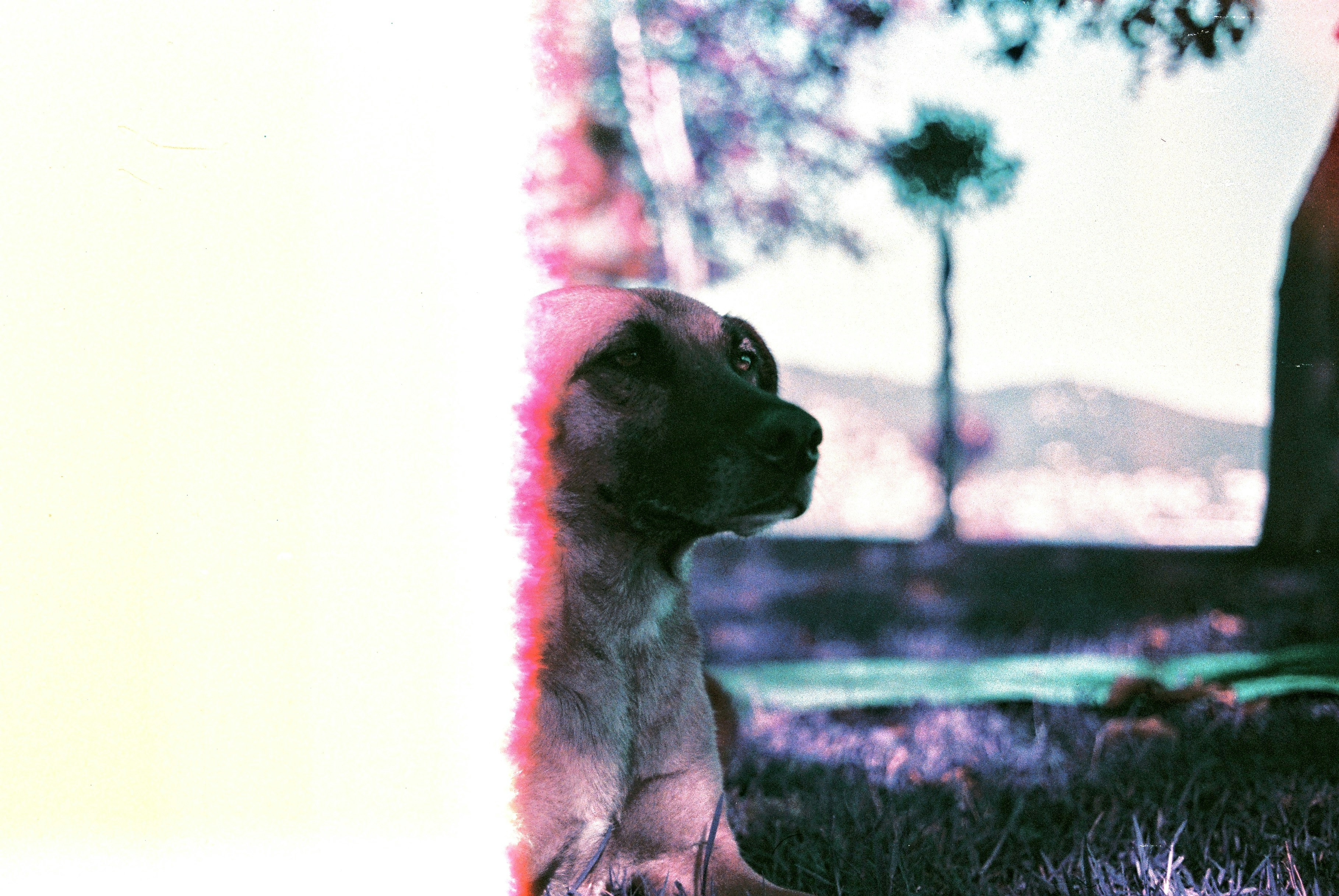 A photograph of a dog resting on sunlit grass in a park, with a magenta light leak along the left edge and softly blurred trees in the background.