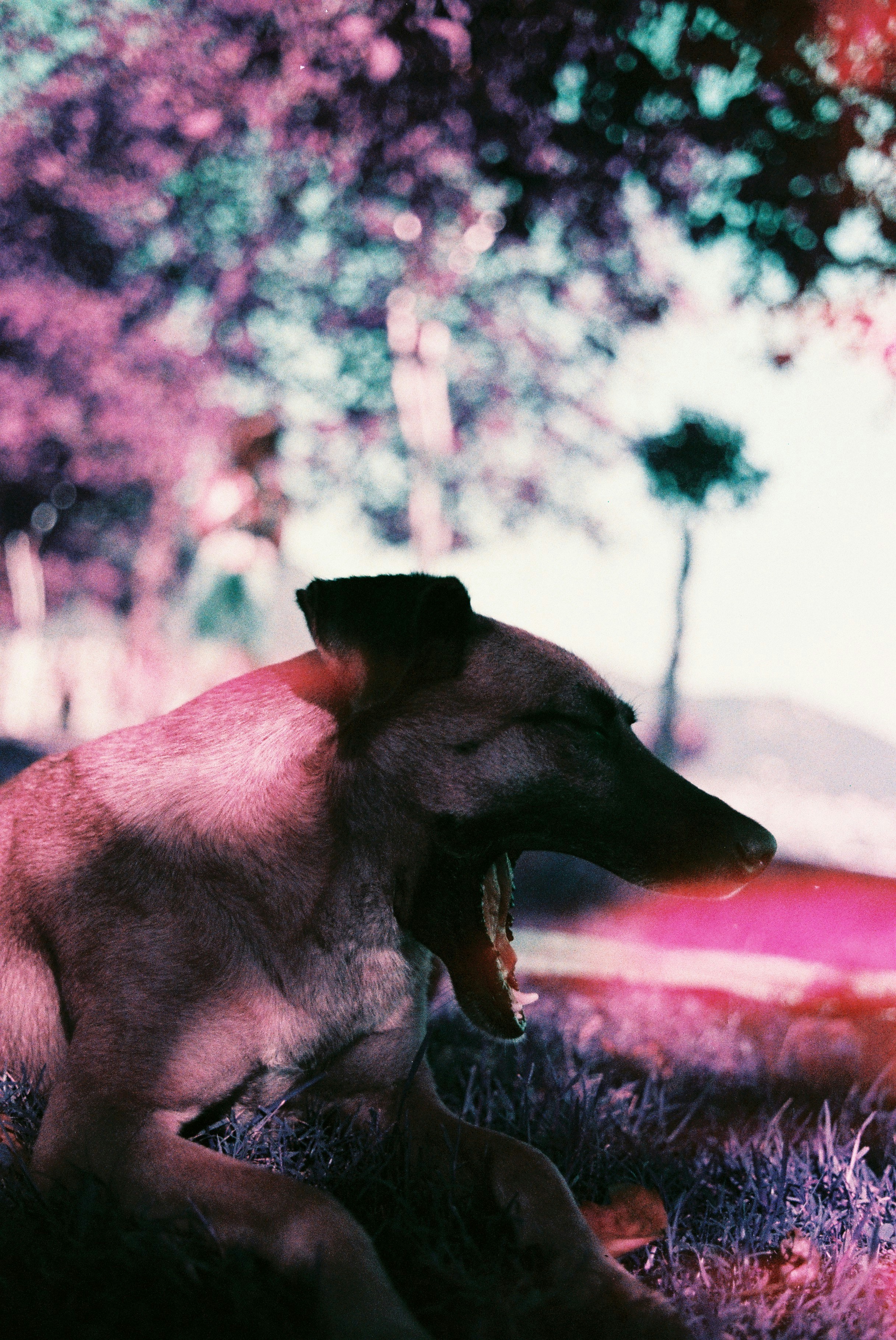 LomoChrome Purple 100-400 🎞️