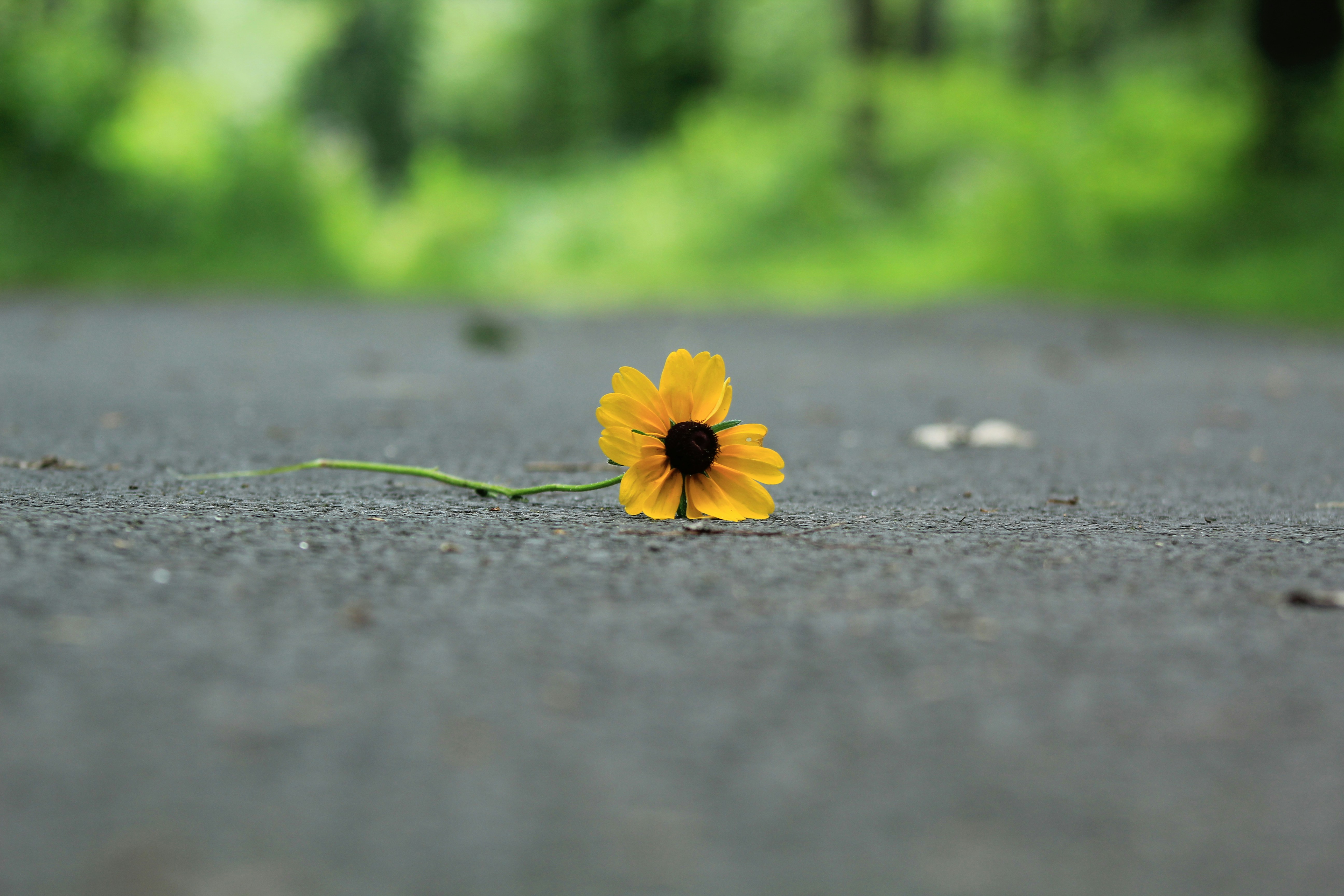Lone Daisy on Asphalt: Color Echoes on a Quiet Road