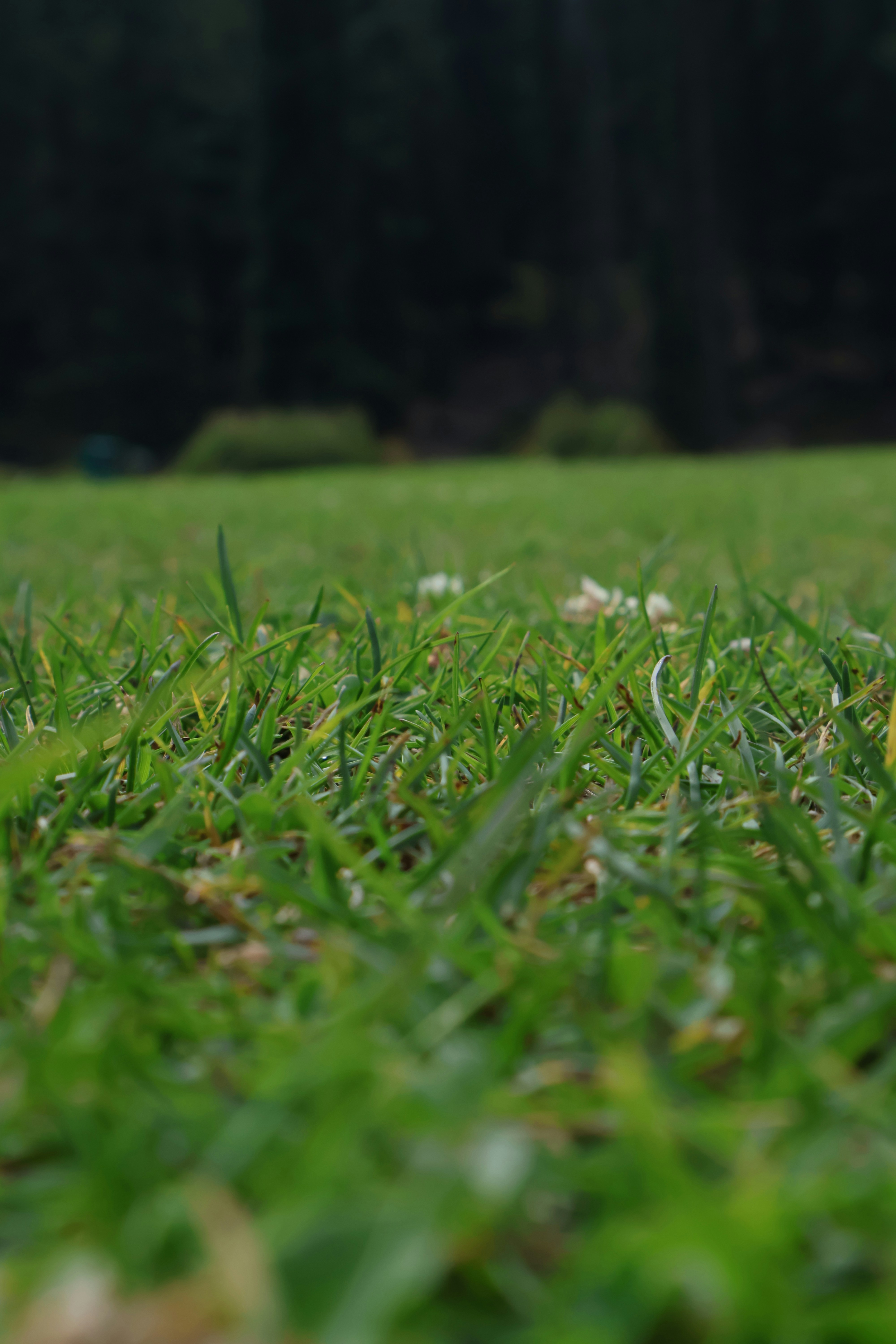 Ground-Level Green: Grass at the Edge of a Quiet Forest