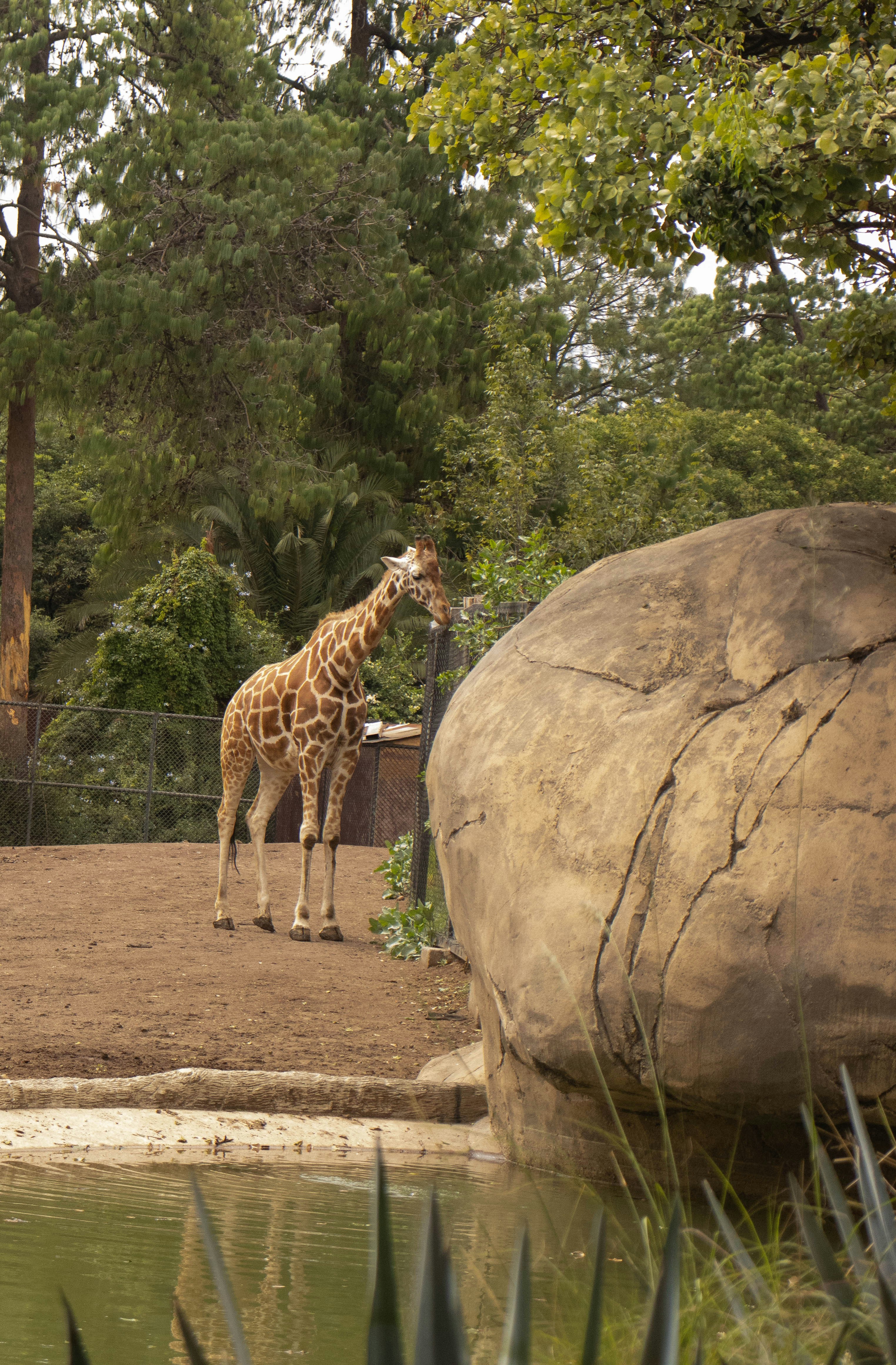 Giraffe at the Water's Edge: Quiet Presence by the Rocky Encampment