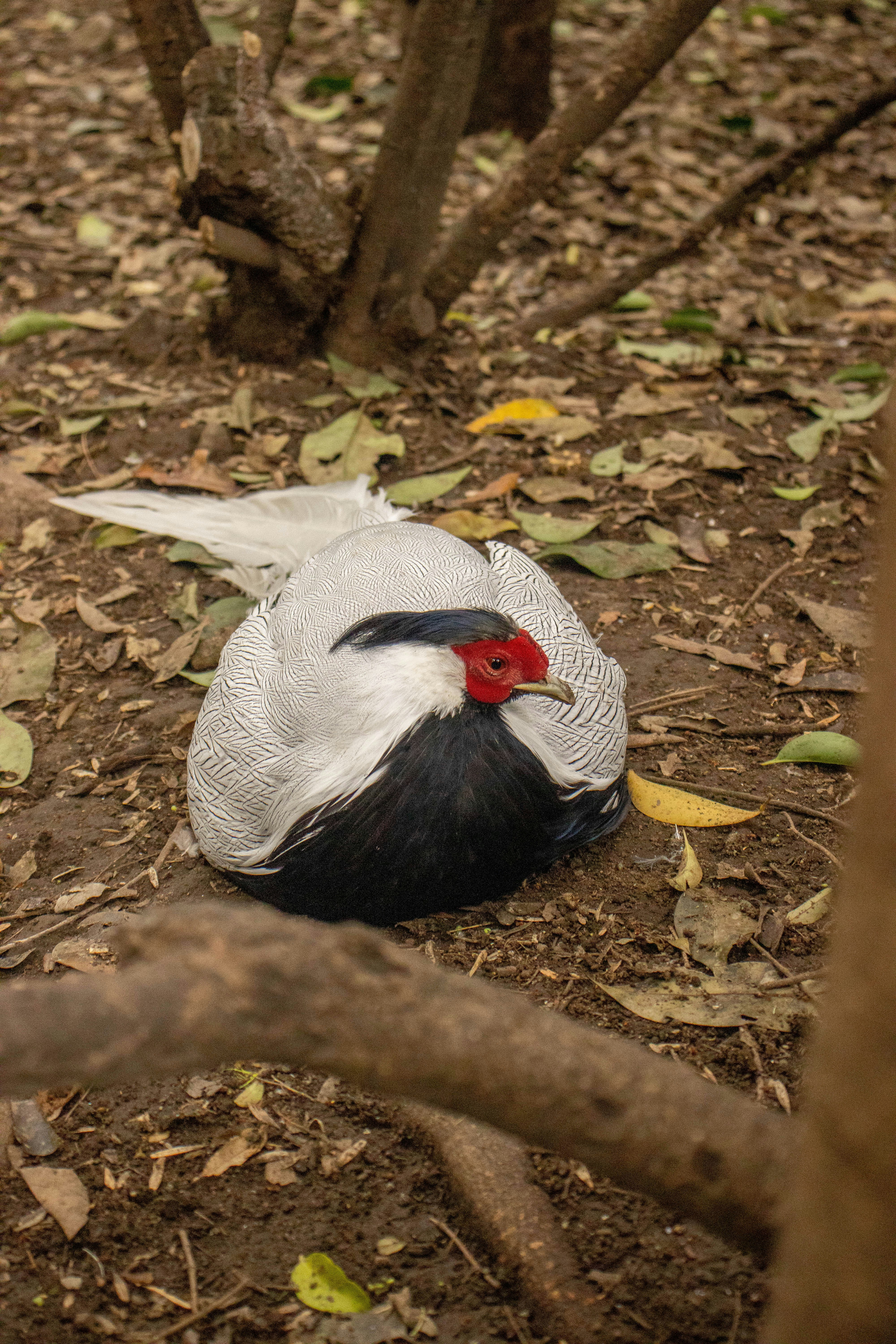 Red-faced Crane Resting Among Leaf-Littered Ground