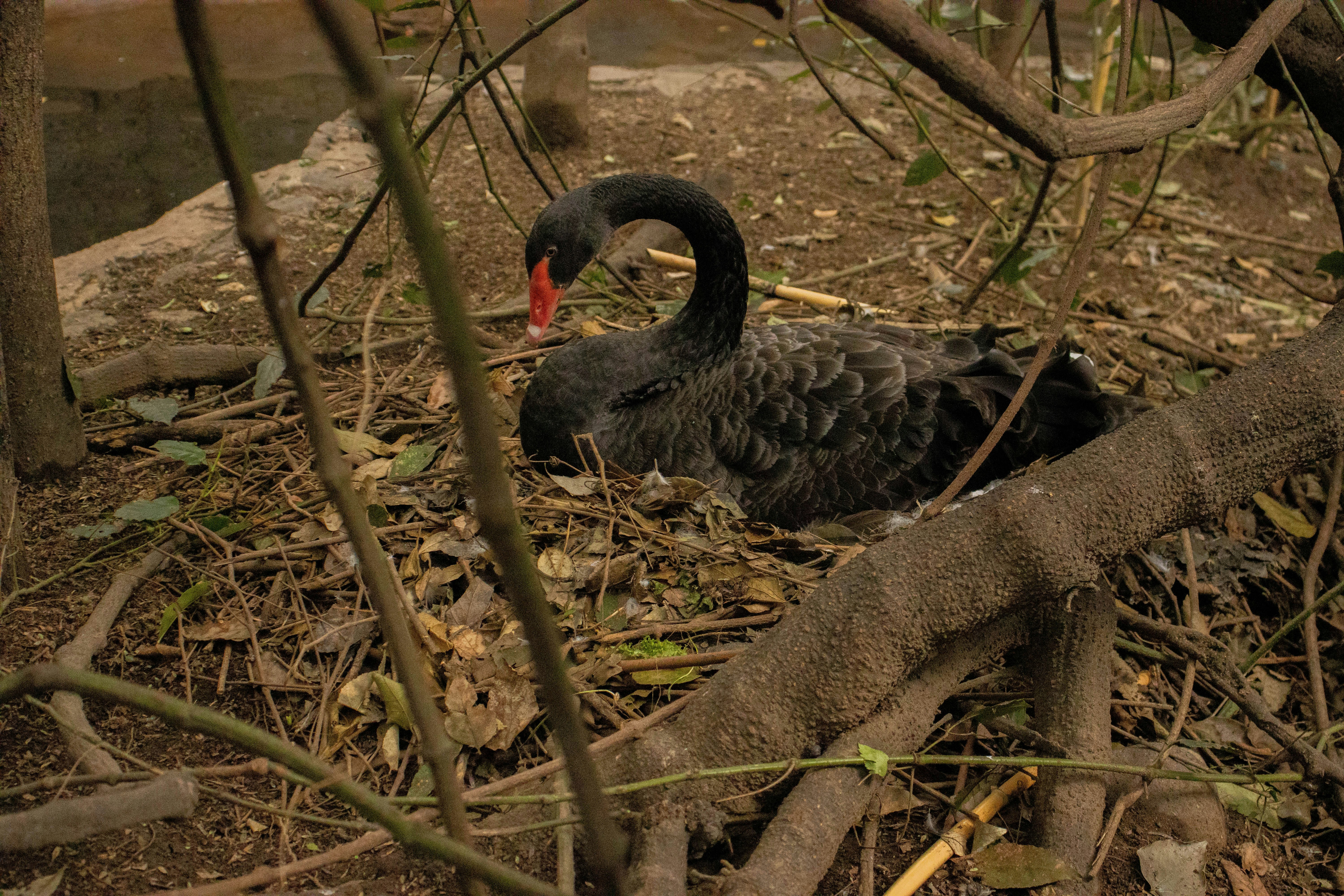 Black swan nesting among fallen branches and dry leaves in a wooded area.