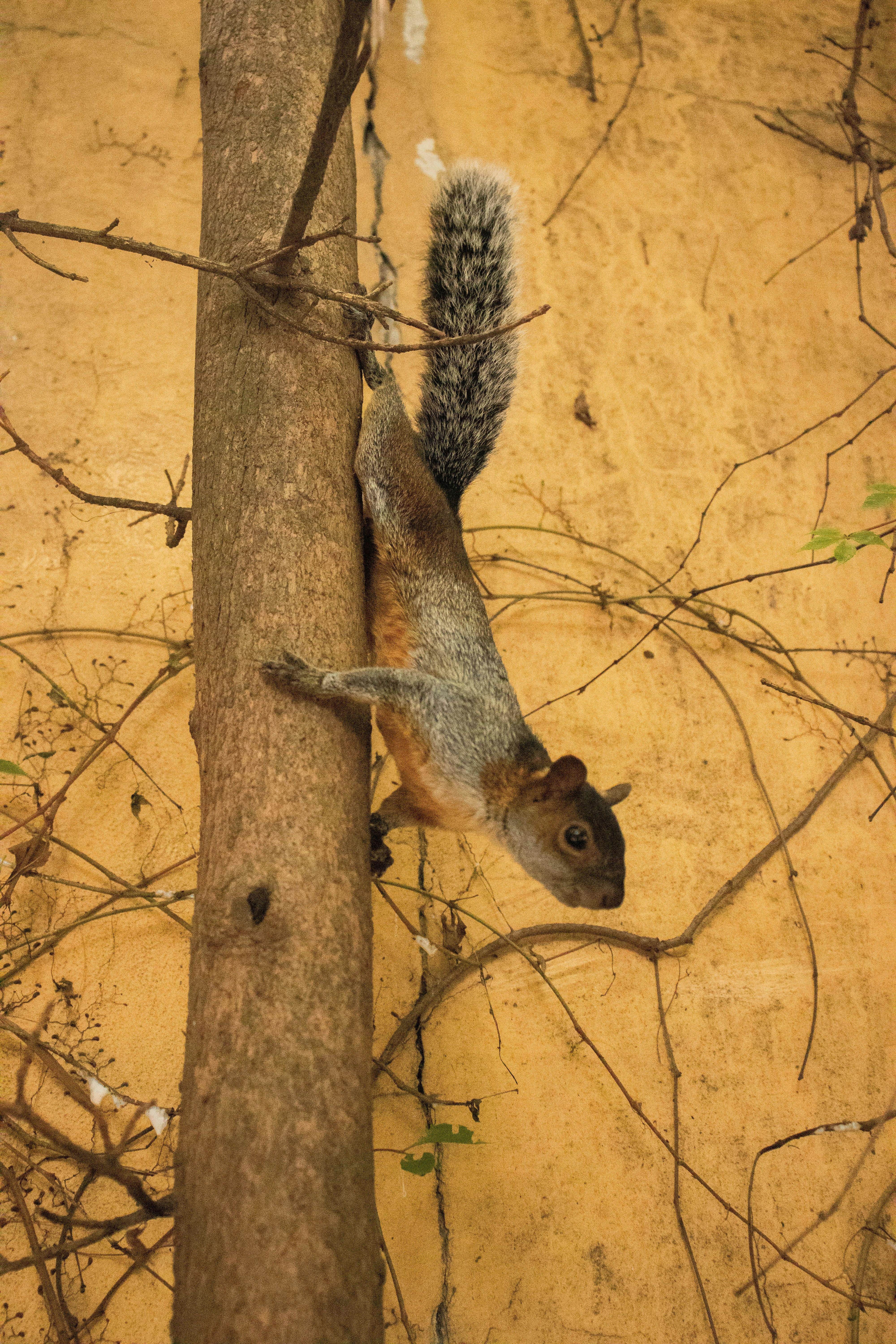 Acrobat on an Ochre Wall: Gray Squirrel Clings to a Vertical Trunk