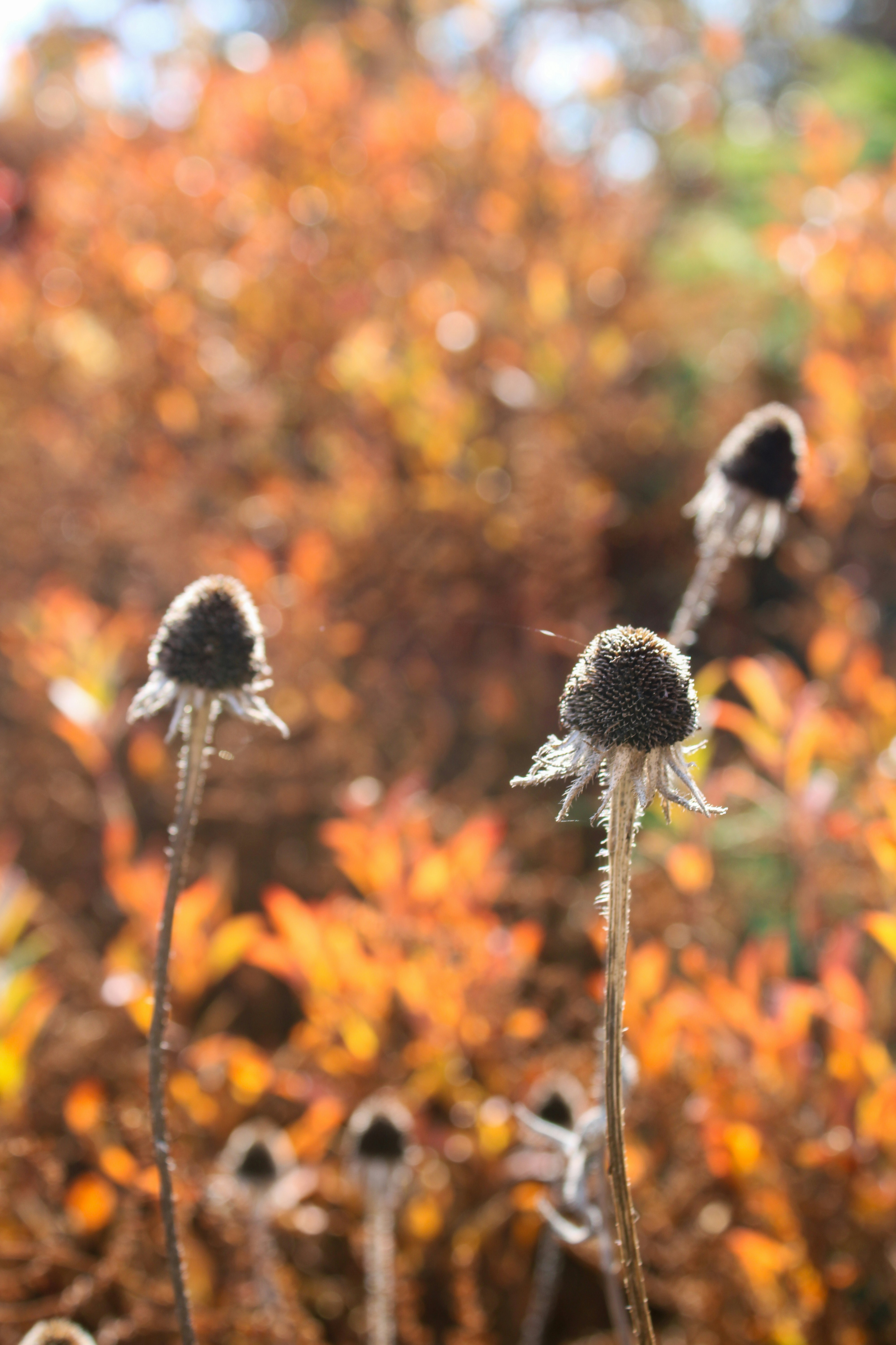 Frost-kissed Coneflowers Beneath an Amber Autumn Blur