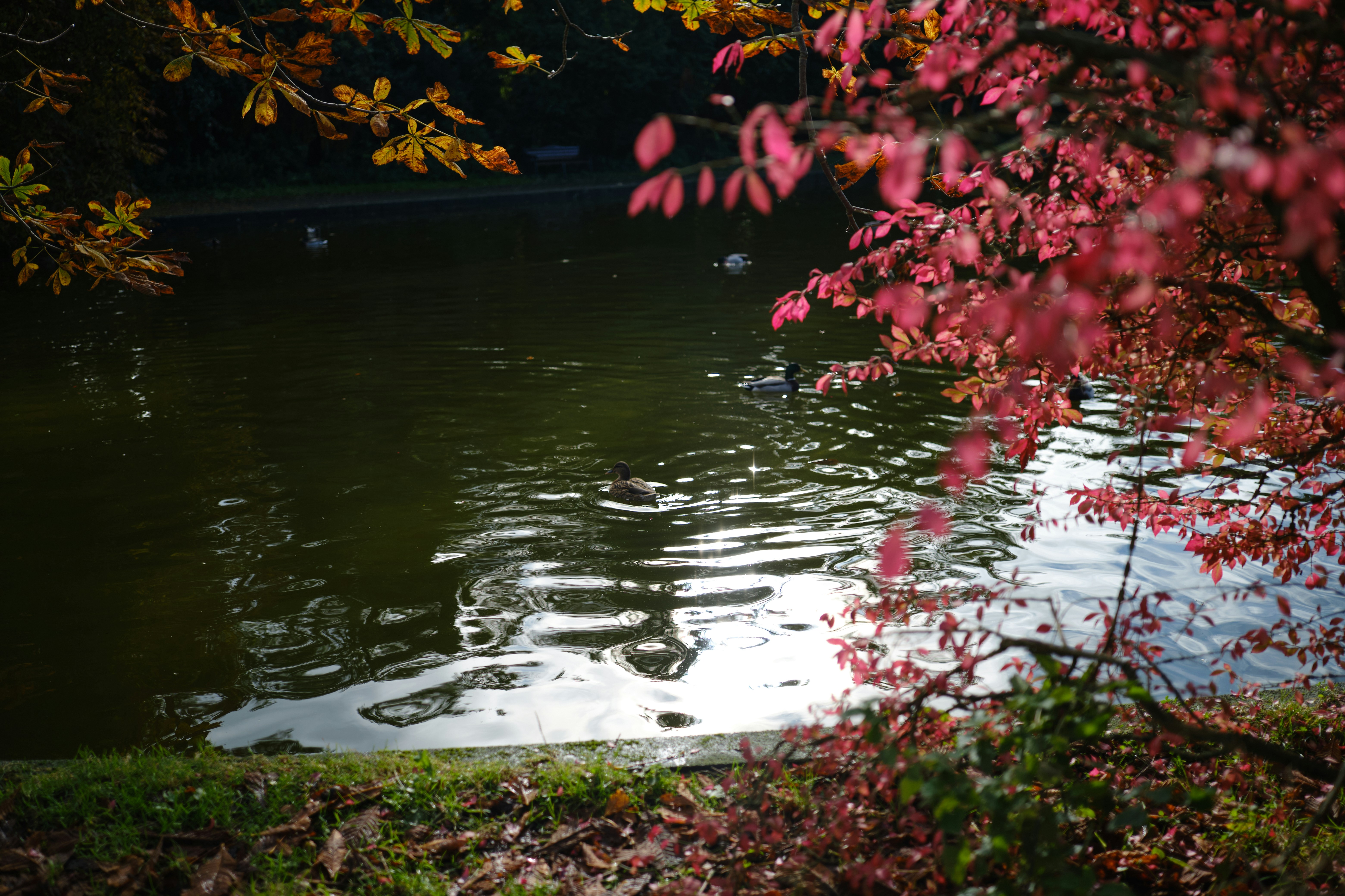 Crimson-Frame Reflections: A lone duck on a tranquil autumn pond