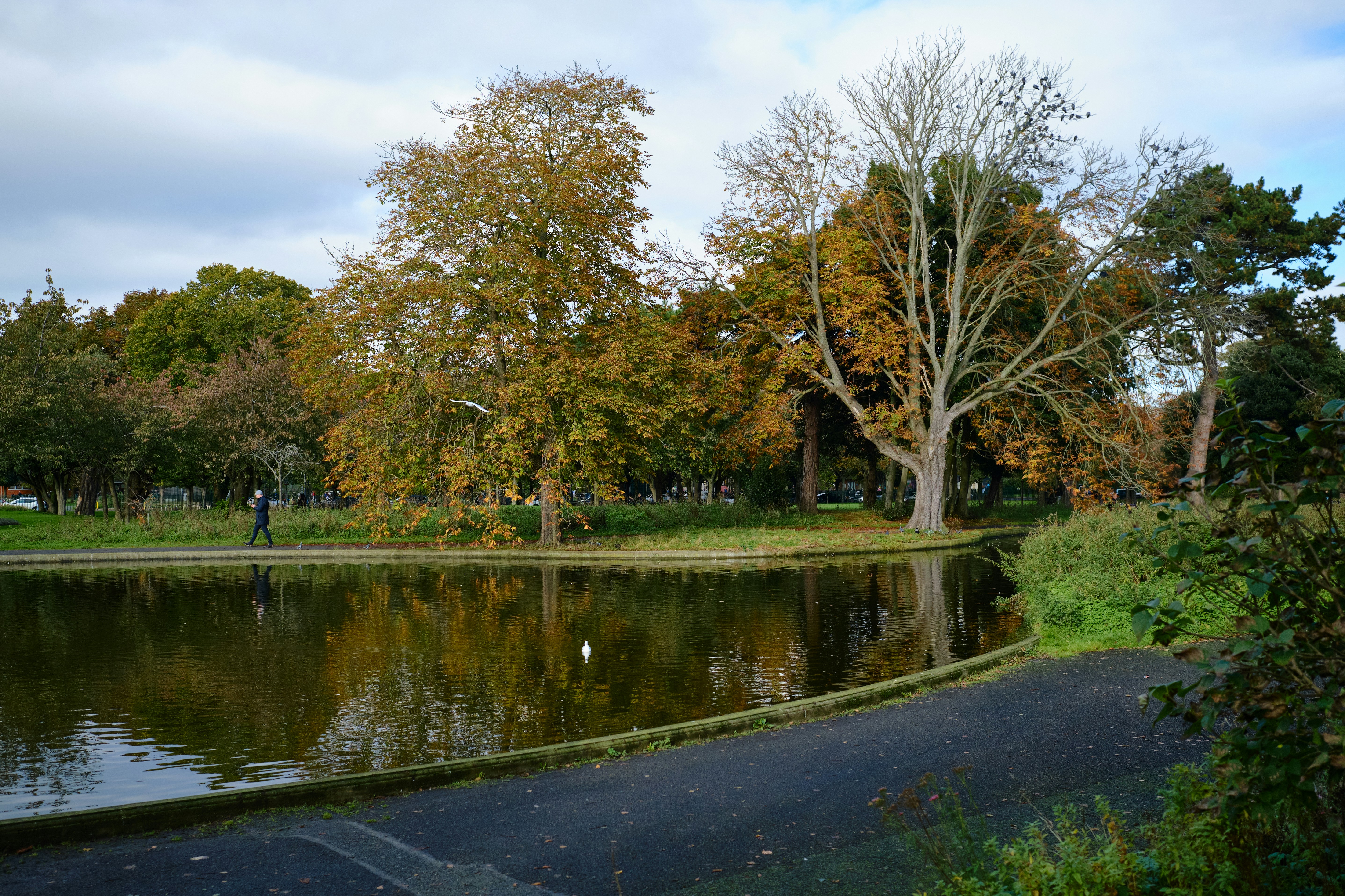 A pond in a park surrounded by trees photo – Free Ireland Image on Unsplash