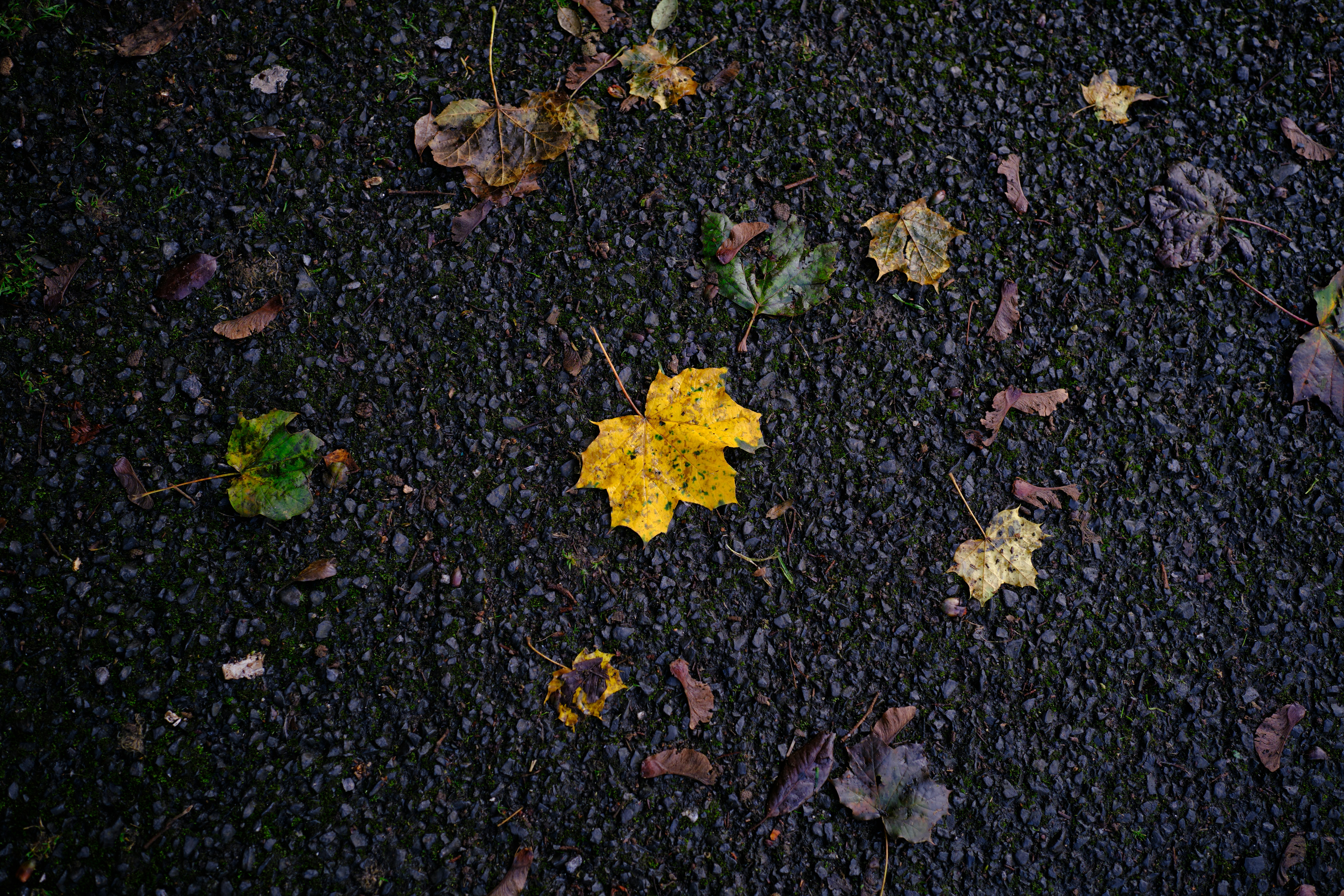 Yellow Maple Leaf Centered on a Rugged Asphalt Quilt