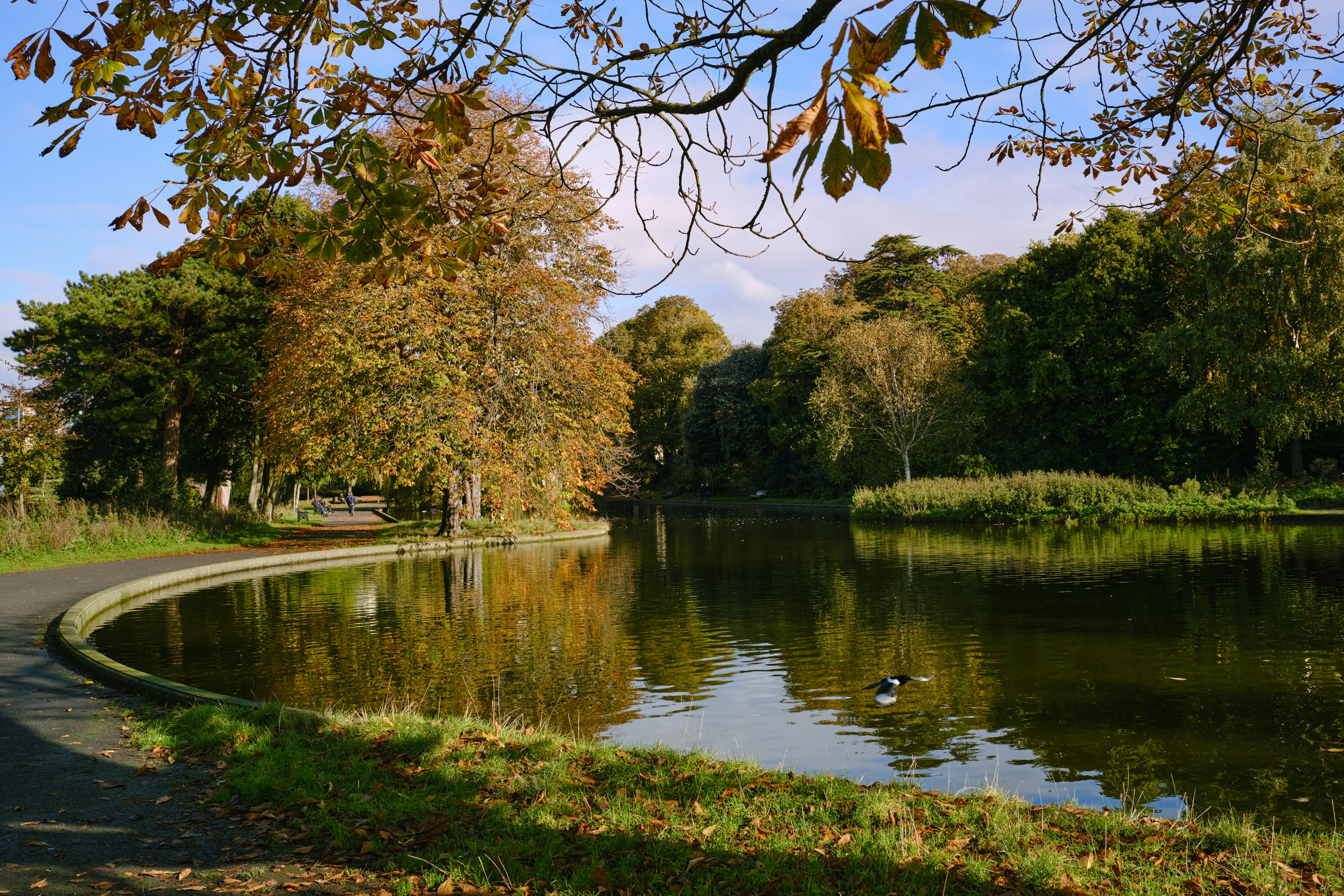 A small pond in the middle of a park photo – Free Ireland Image on Unsplash