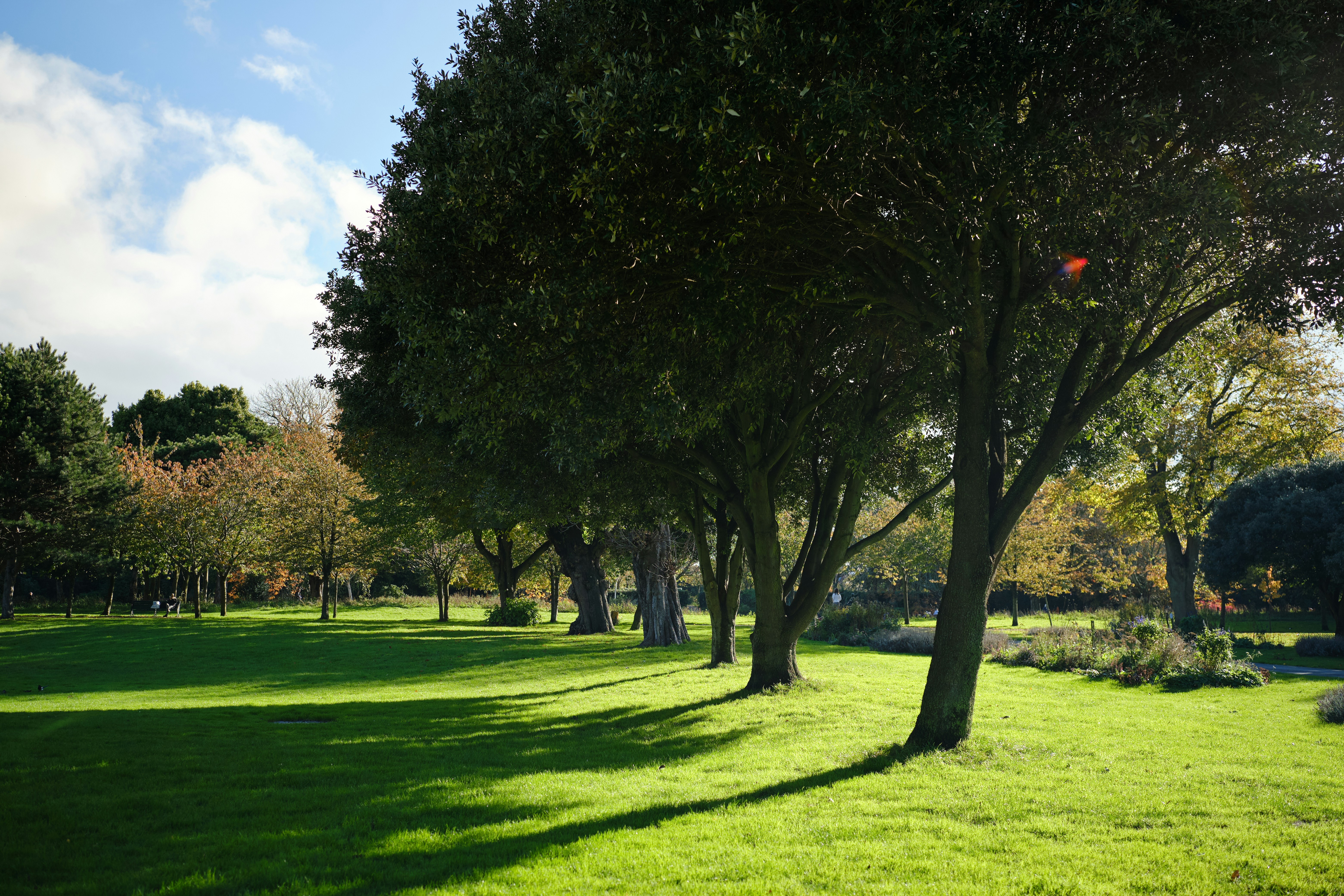 A grassy field with trees and a red frisbee photo – Free Ireland Image ...